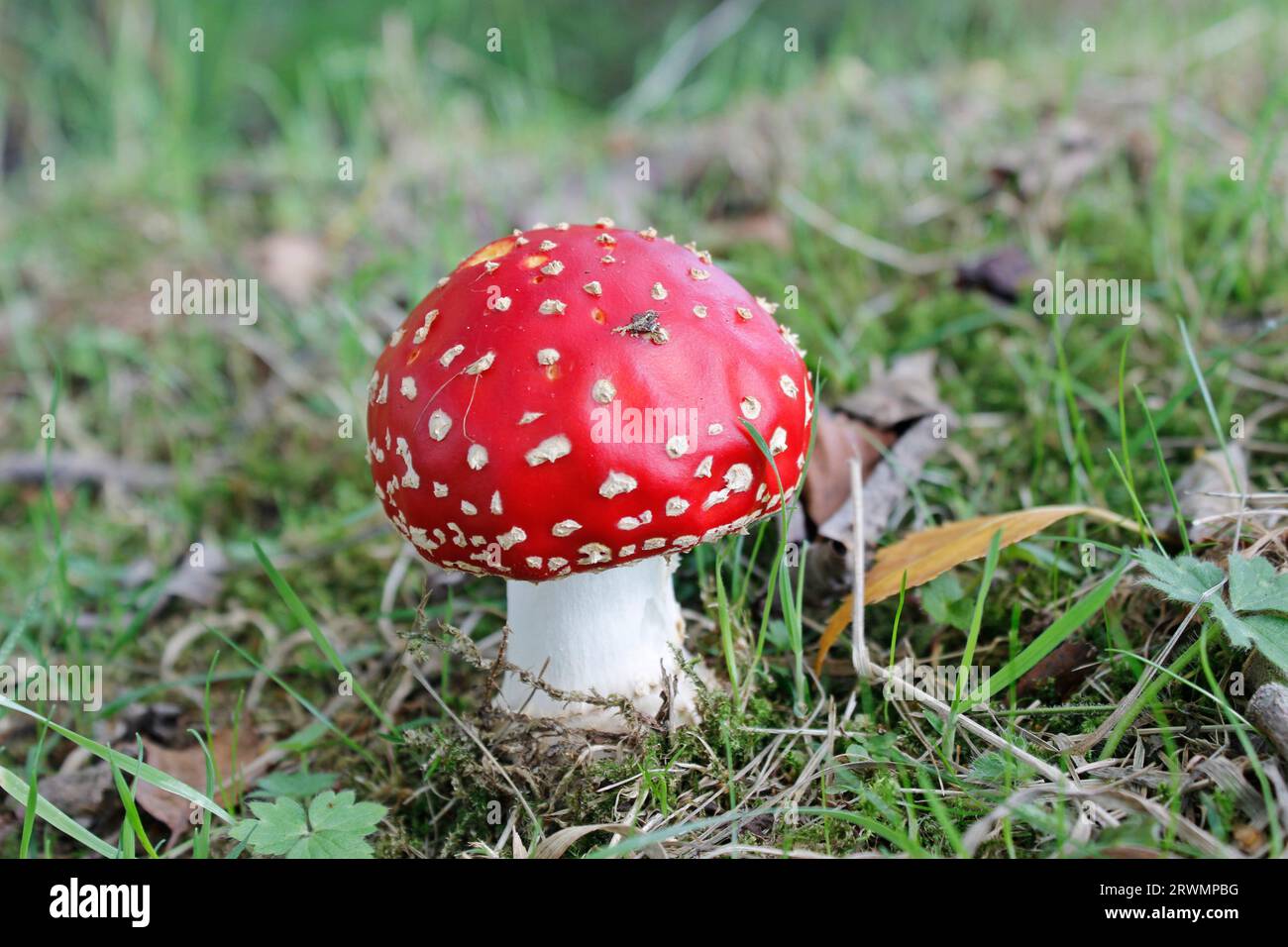 Classic toadstool hi-res stock photography and images - Alamy