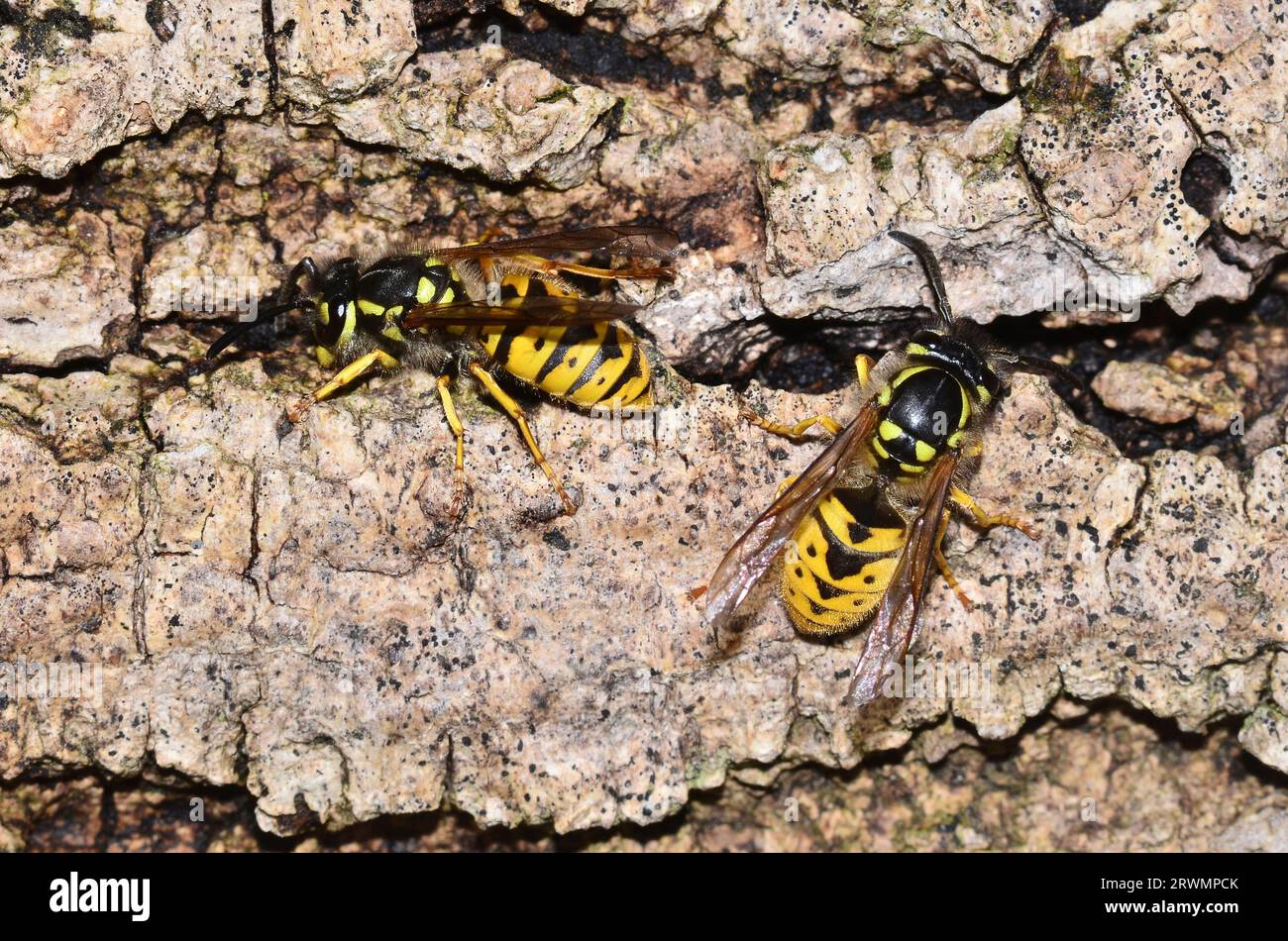 active worker common wasps vespula vulgaris Stock Photo - Alamy