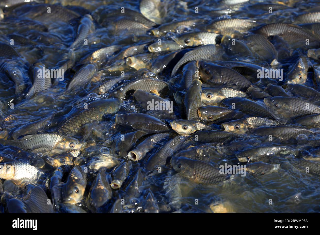 Carp in the fish pond are competing for bait. It's a very jubilant ...