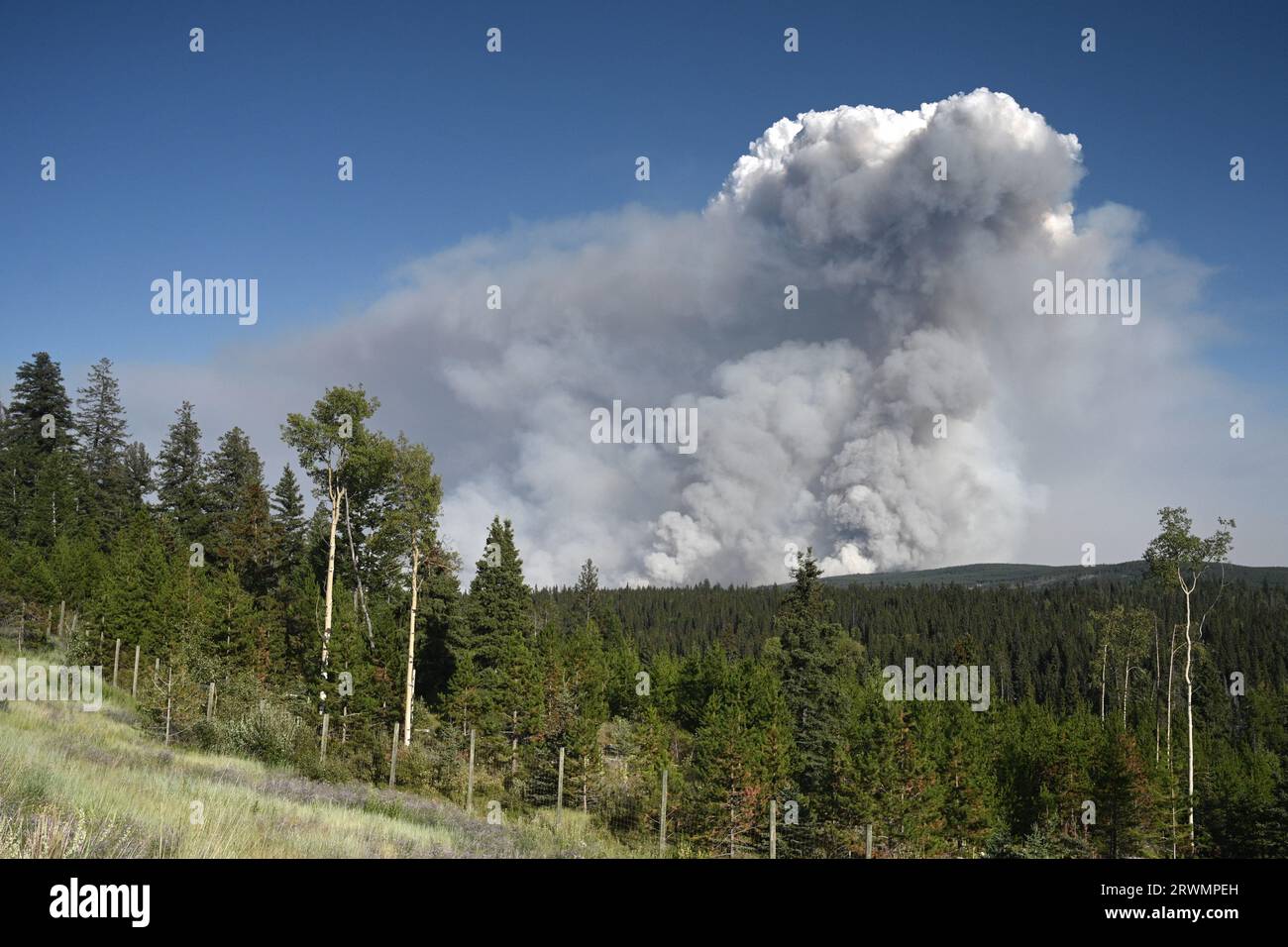 Wildfire in Canada. Smoke from a wildfire rise in sky above forest ...