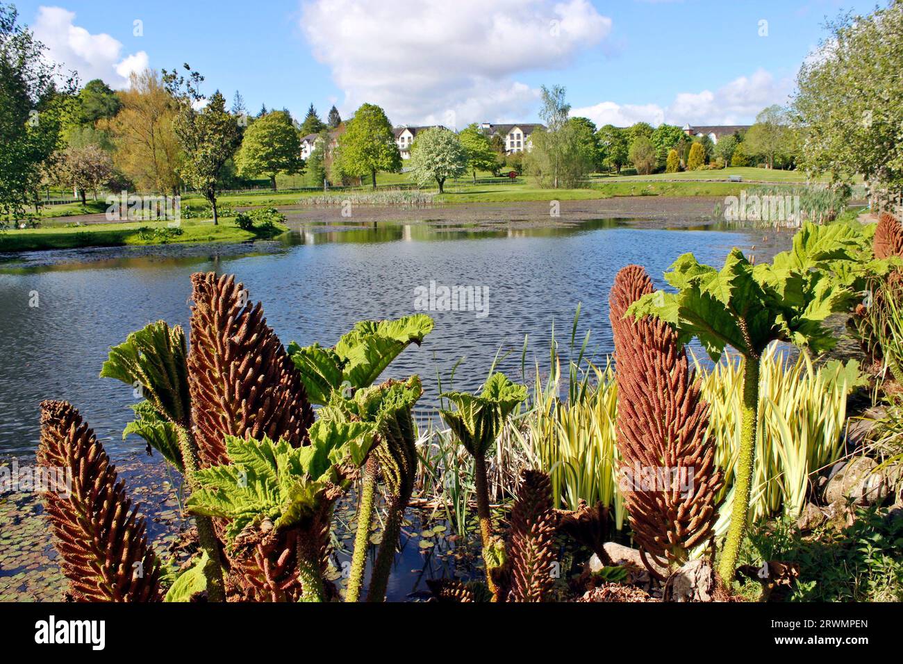 Scottish frogs hi-res stock photography and images - Alamy