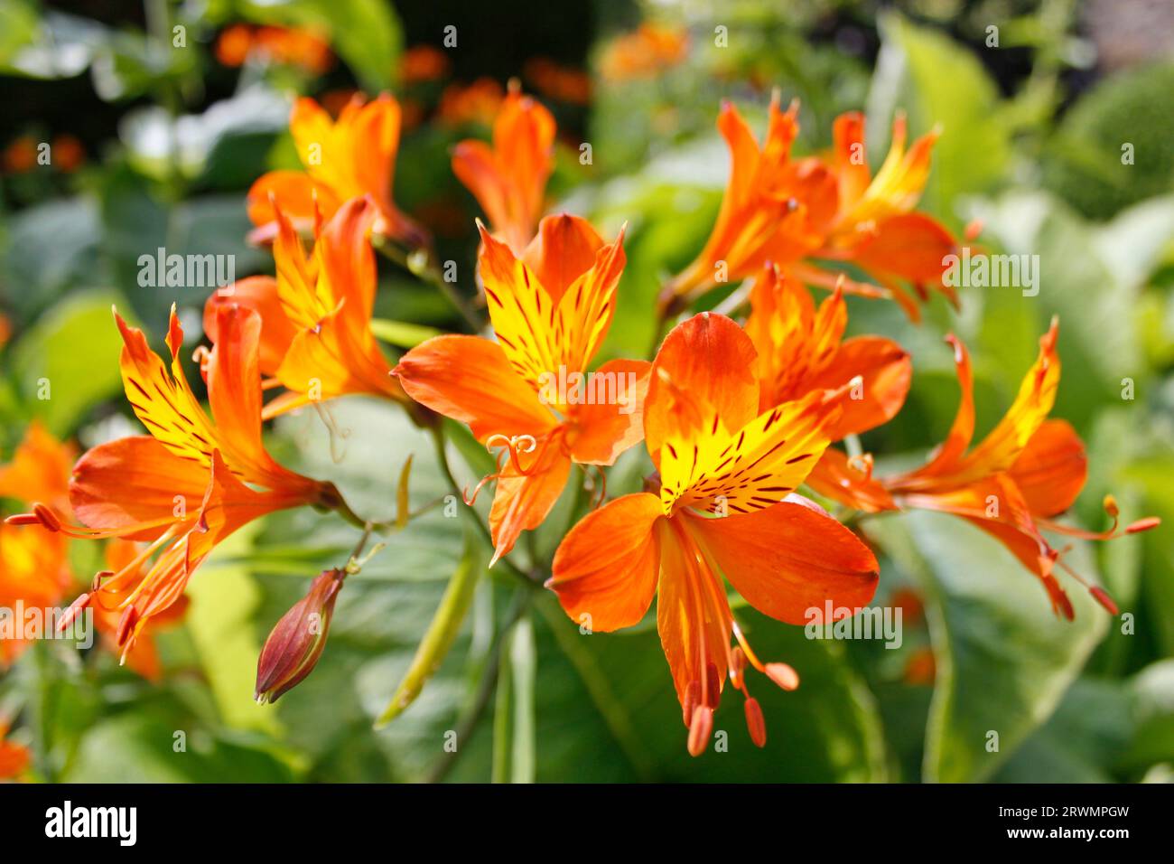 Perfect perennials hi-res stock photography and images - Alamy