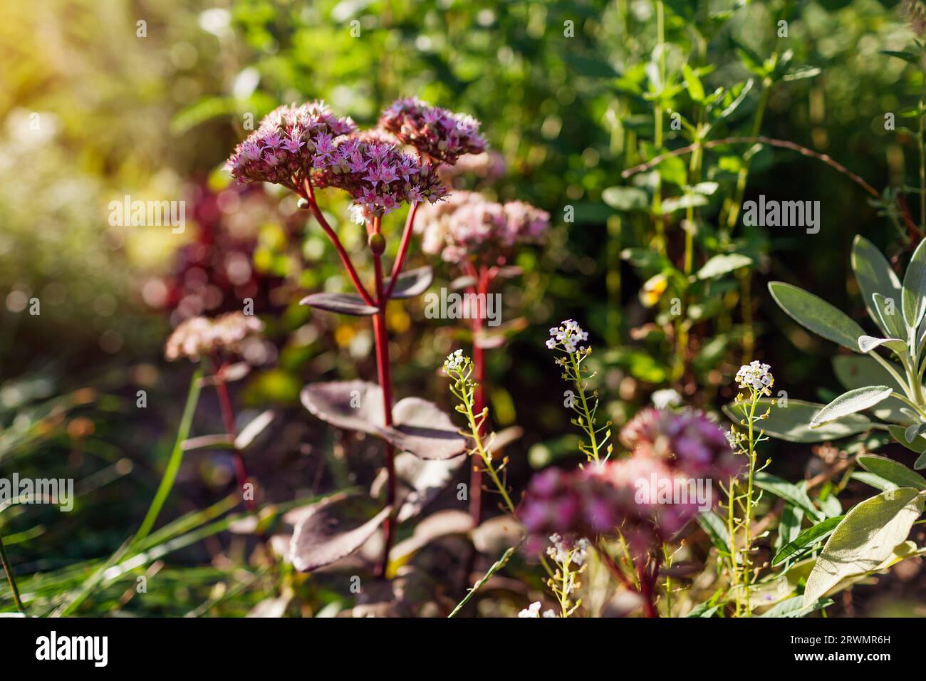 Sedum matrona hi-res stock photography and images - Alamy