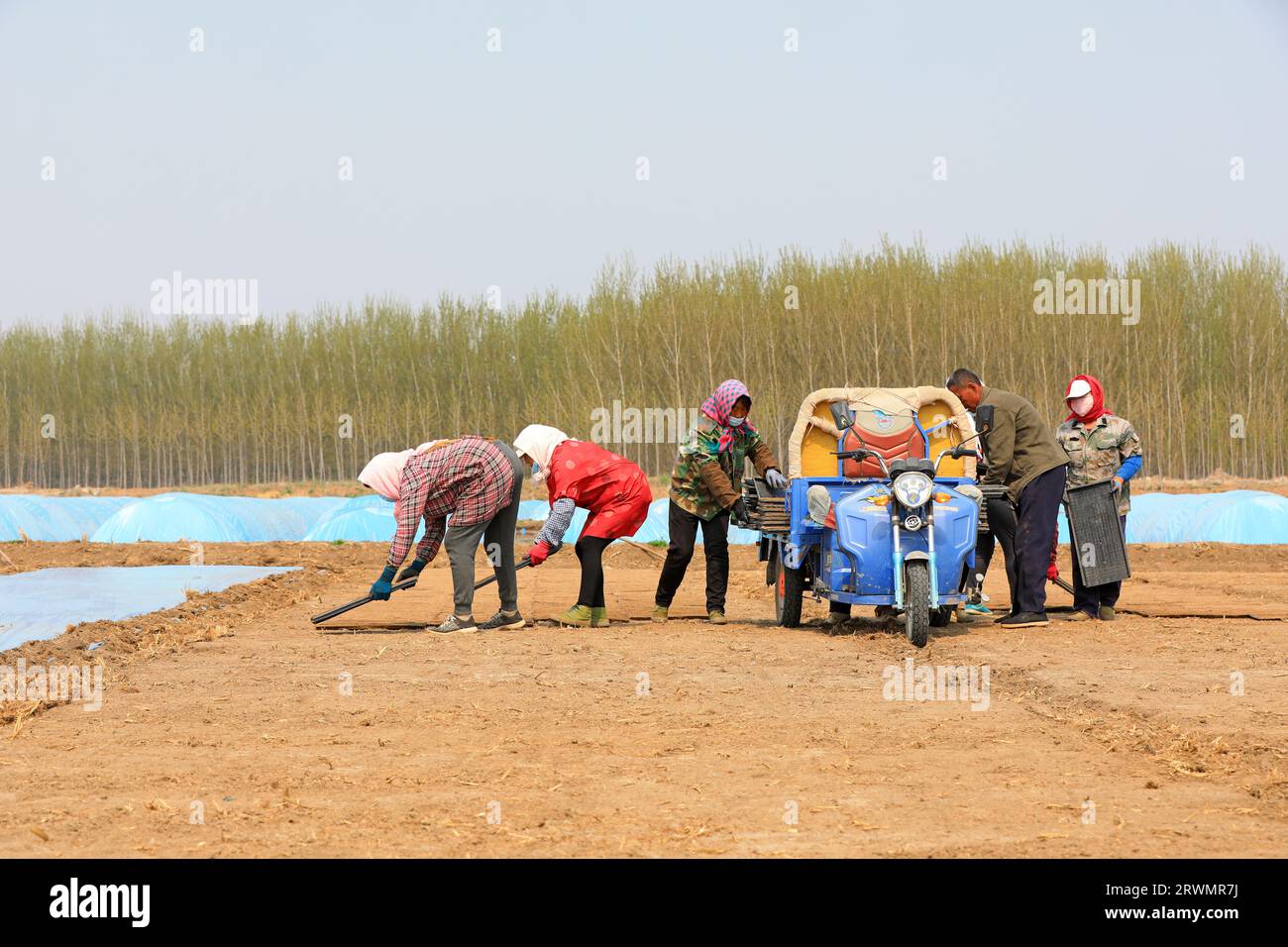LUANNAN COUNTY, China - April 18, 2022: farmers sow rice seeds in rice ...