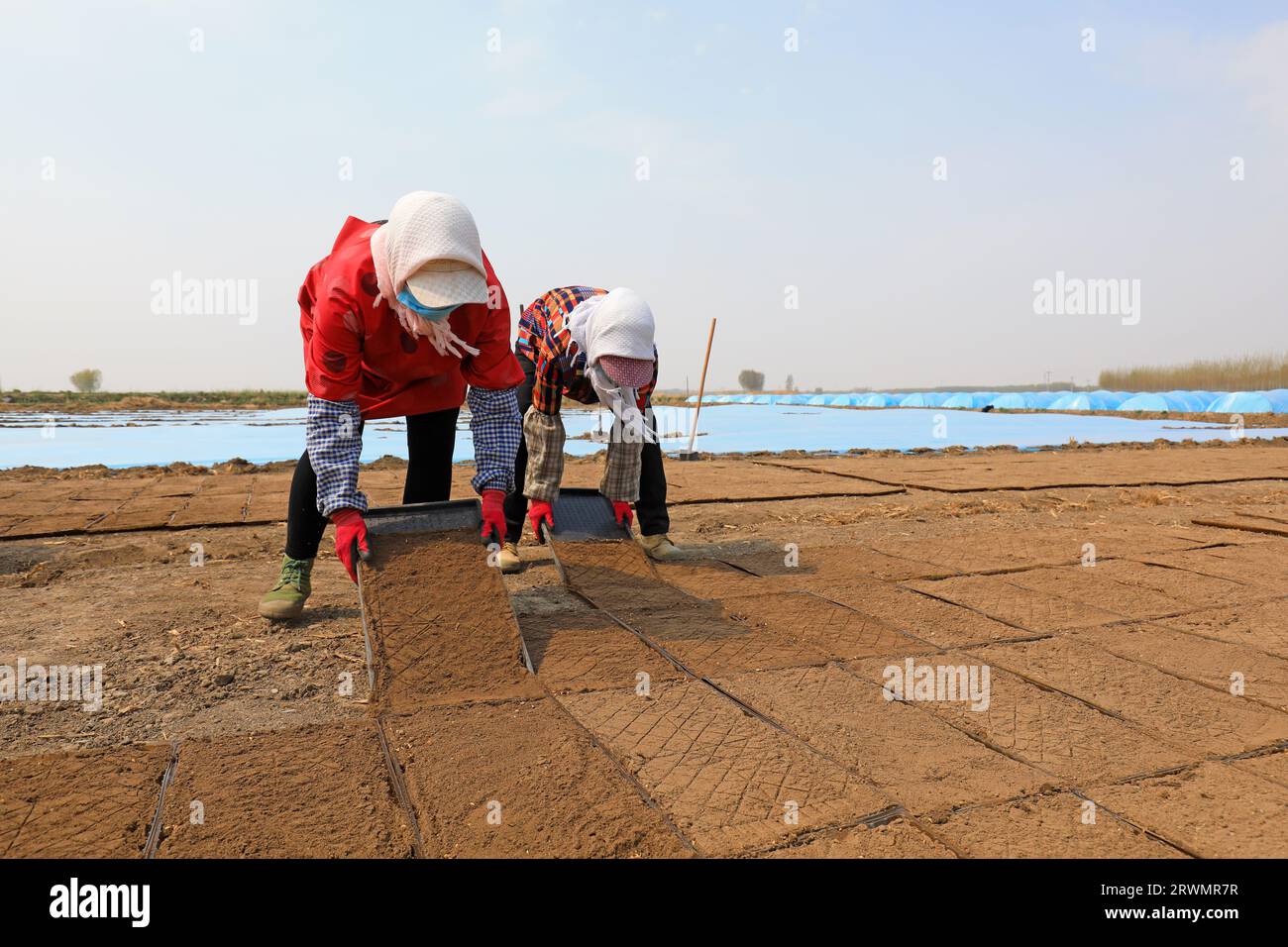 LUANNAN COUNTY, China - April 18, 2022: farmers sow rice seeds in rice ...