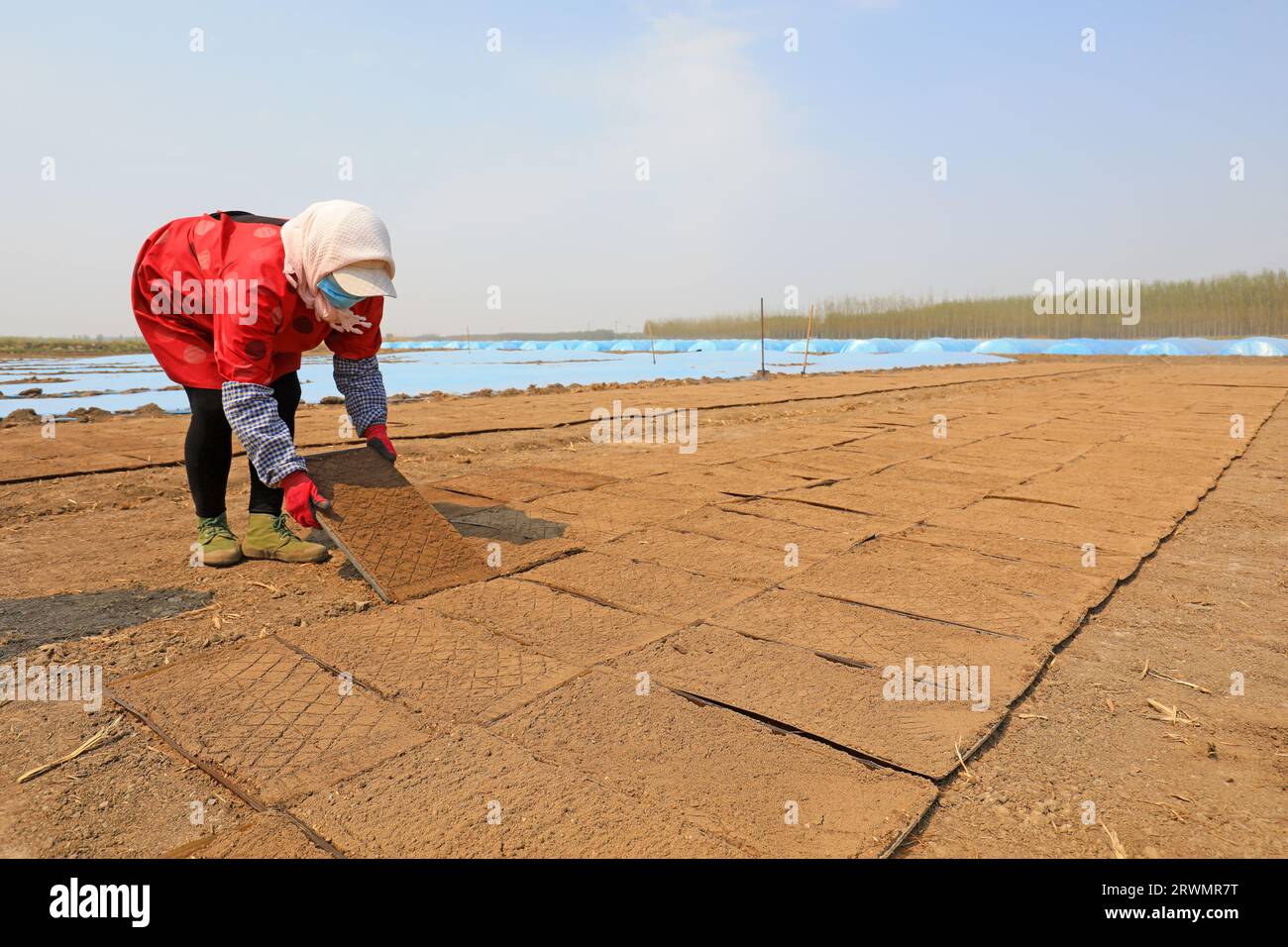 LUANNAN COUNTY, China - April 18, 2022: farmers sow rice seeds in rice ...