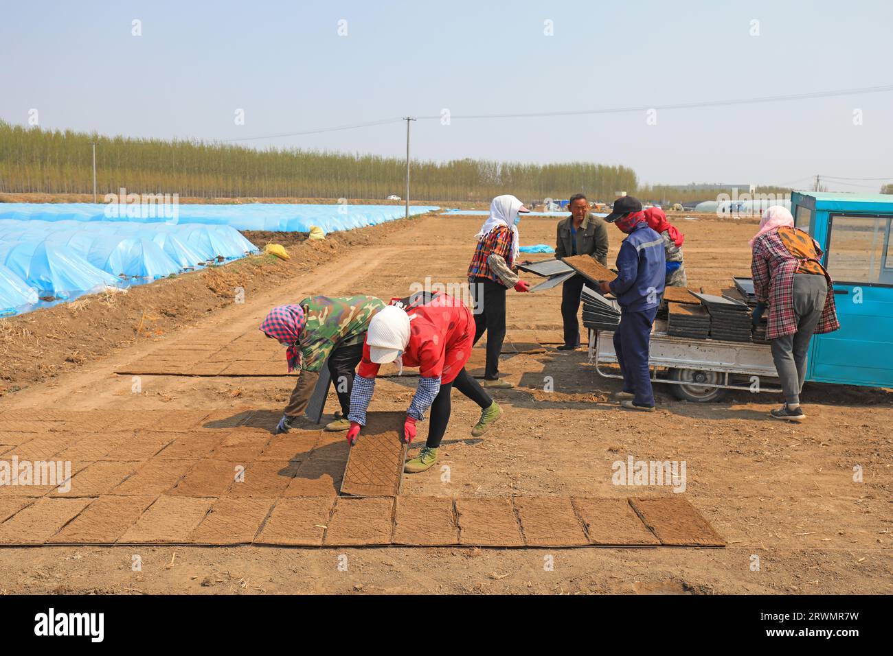 LUANNAN COUNTY, China - April 18, 2022: farmers sow rice seeds in rice ...