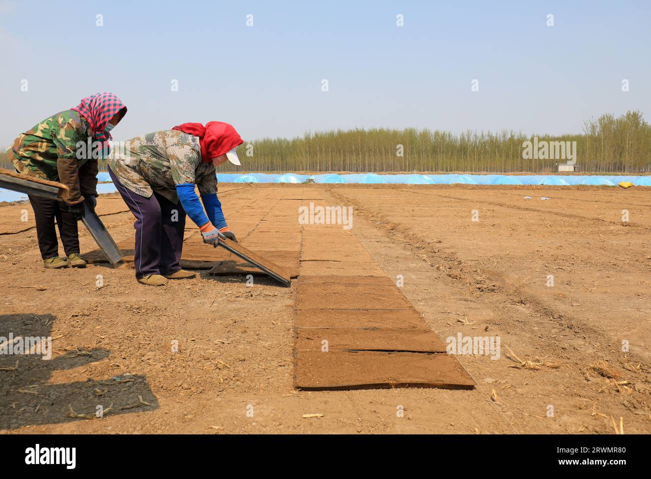 LUANNAN COUNTY, China - April 18, 2022: farmers sow rice seeds in rice ...