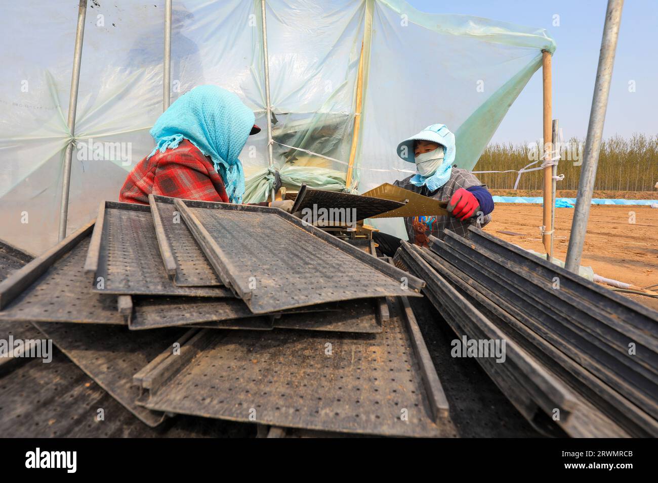 LUANNAN COUNTY, China - April 18, 2022: farmers sow rice seeds in rice ...