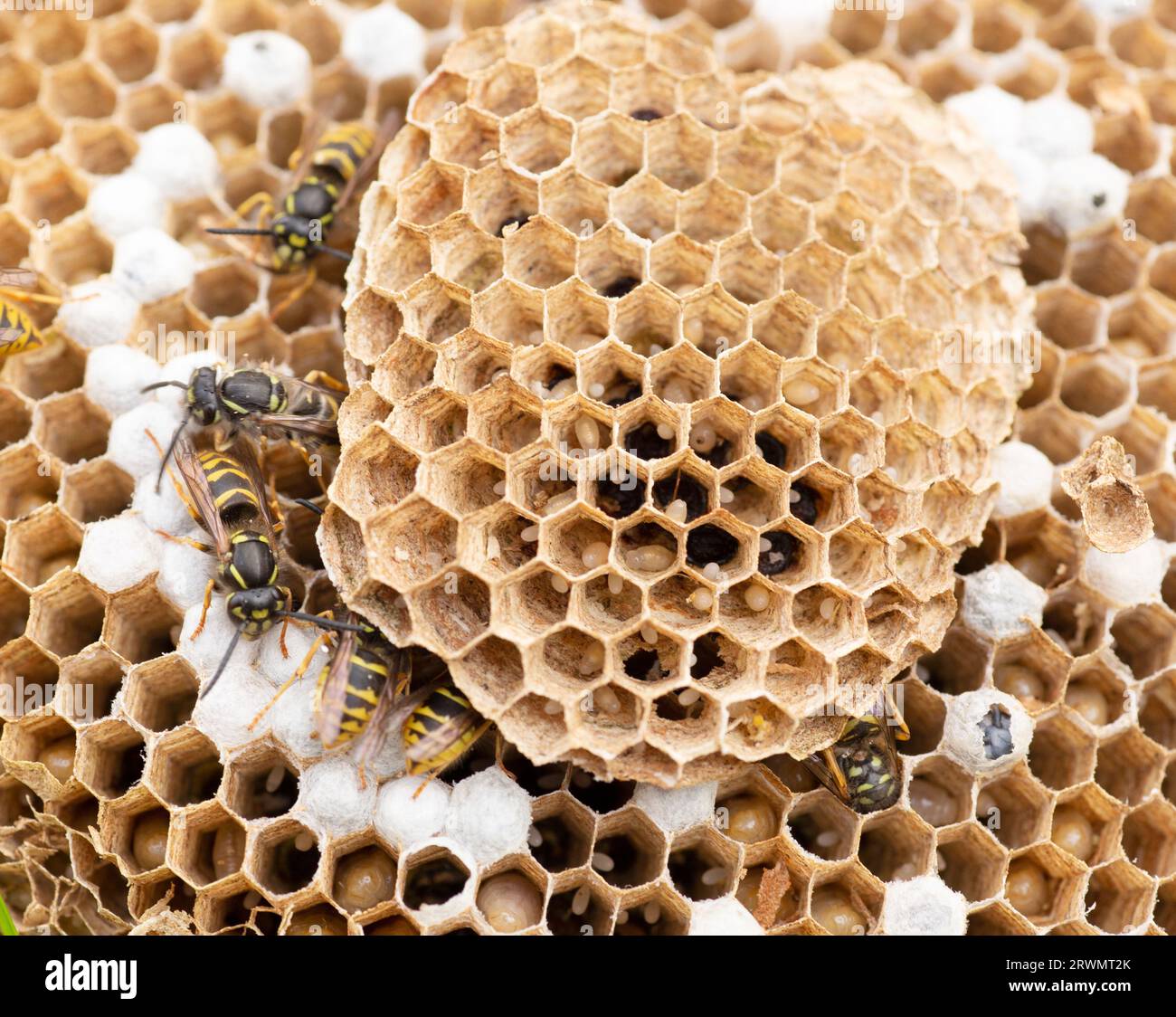 The inside of a wasp nest, eggs, larvae, cell and wasps looking after ...
