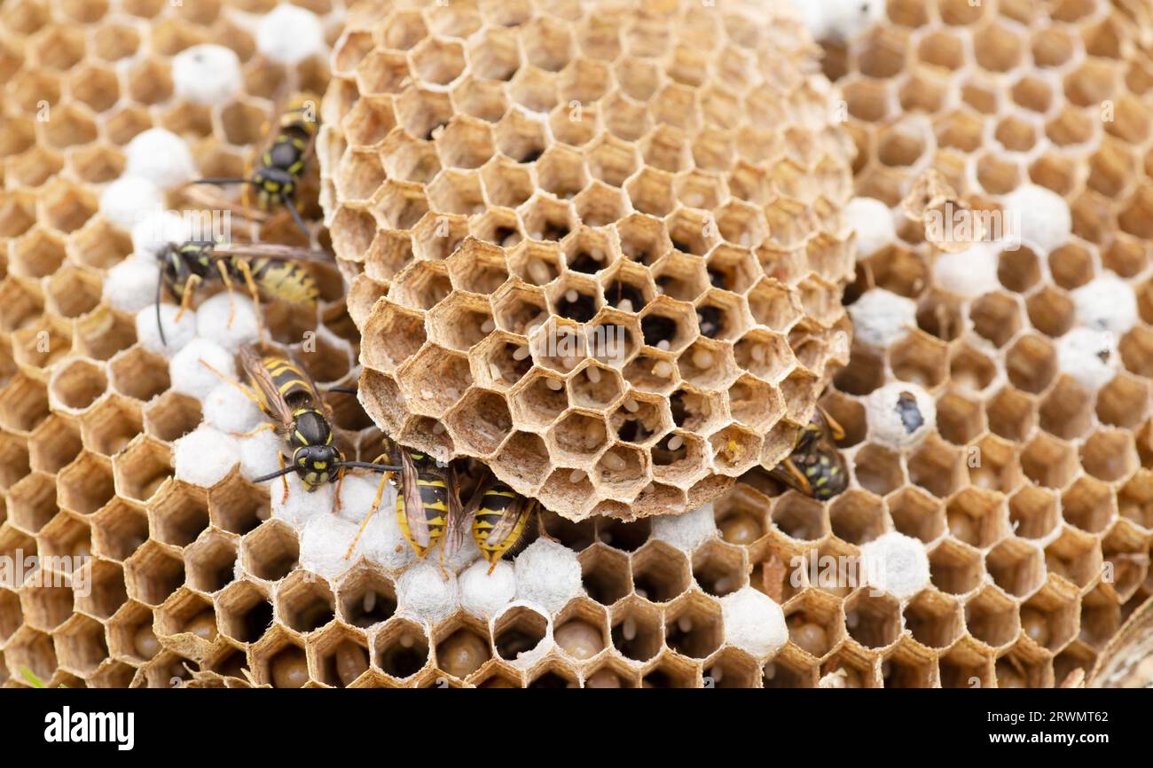 The inside of a wasp nest, eggs, larvae, cell and wasps looking after them Stock Photo - Alamy