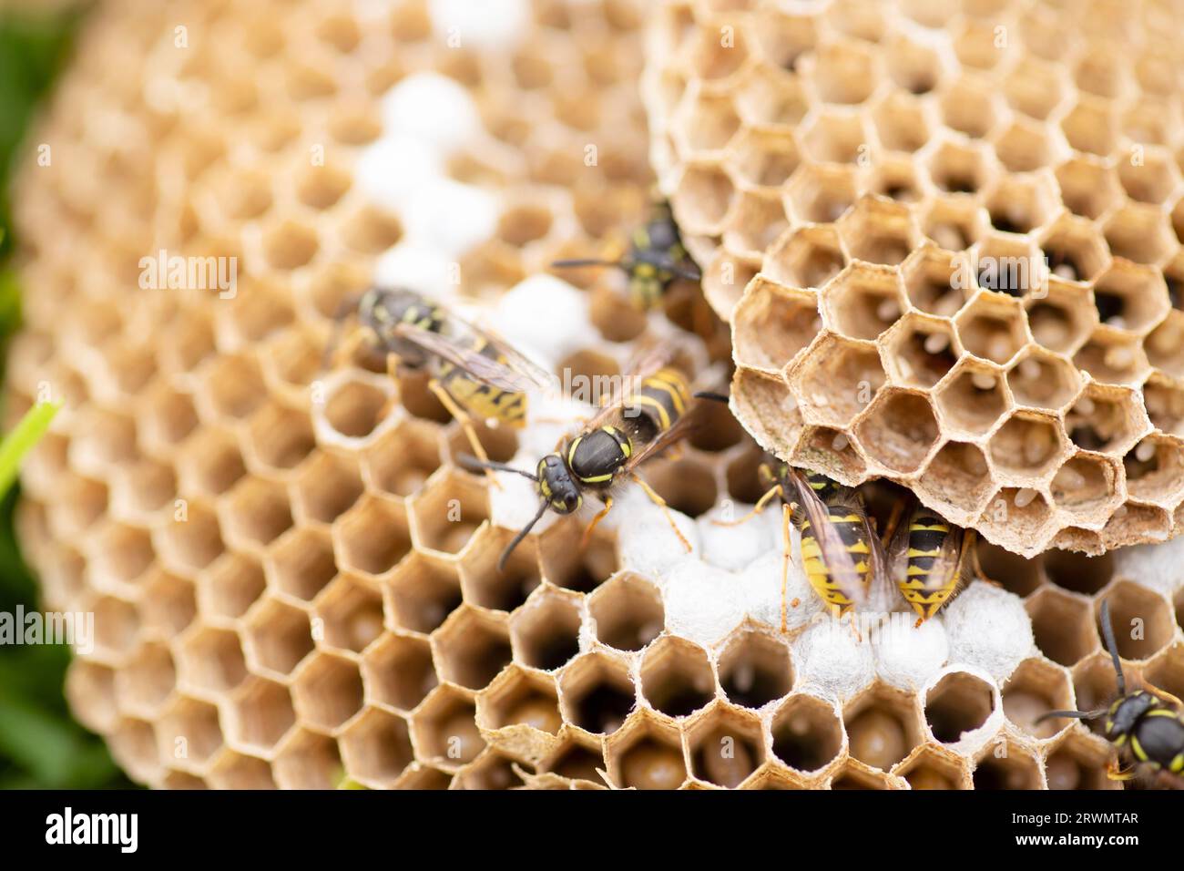 The inside of a wasp nest, eggs, larvae, cell and wasps looking after ...