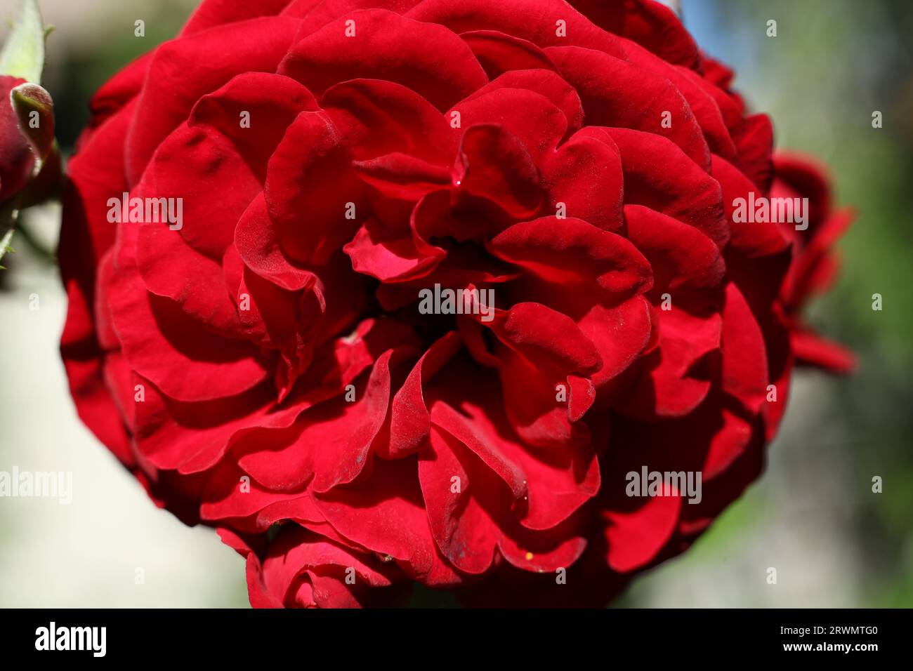Vibrant red roses soft hi-res stock photography and images - Alamy