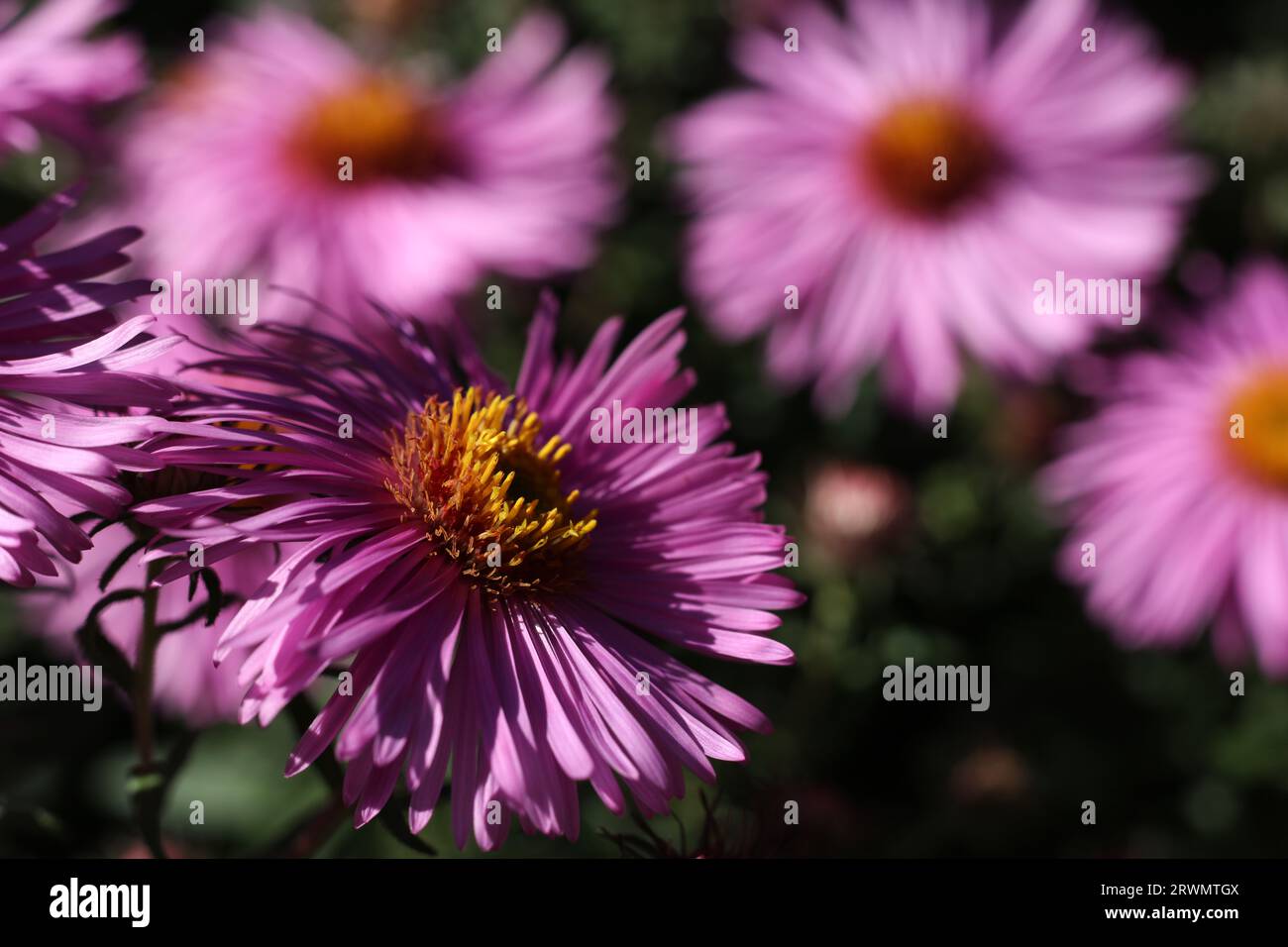 Symphyotrichum novae angliae garden hi-res stock photography and images ...