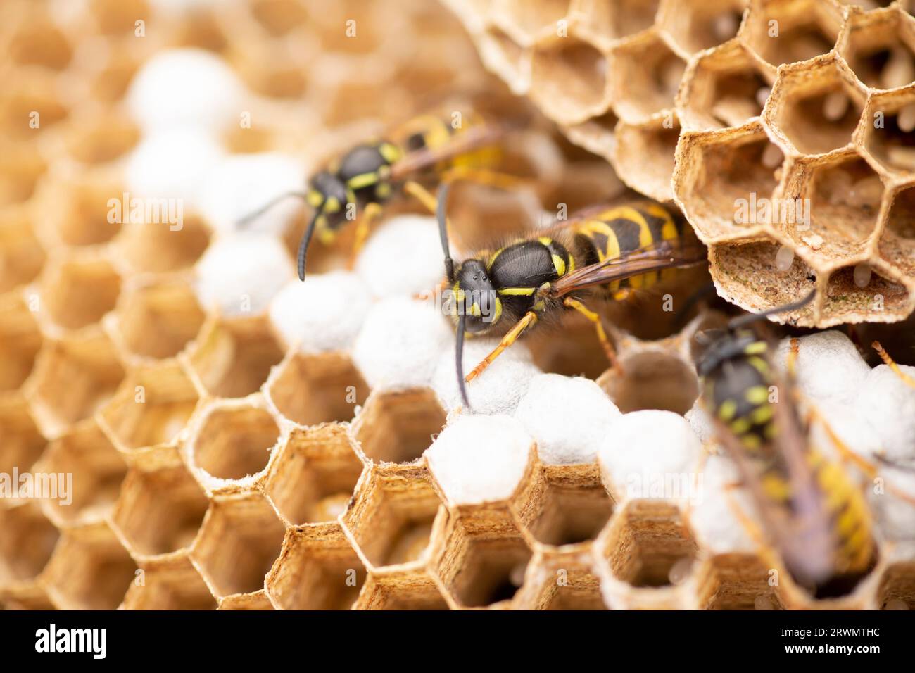 The inside of a wasp nest, eggs, larvae, cell and wasps looking after them Stock Photo - Alamy