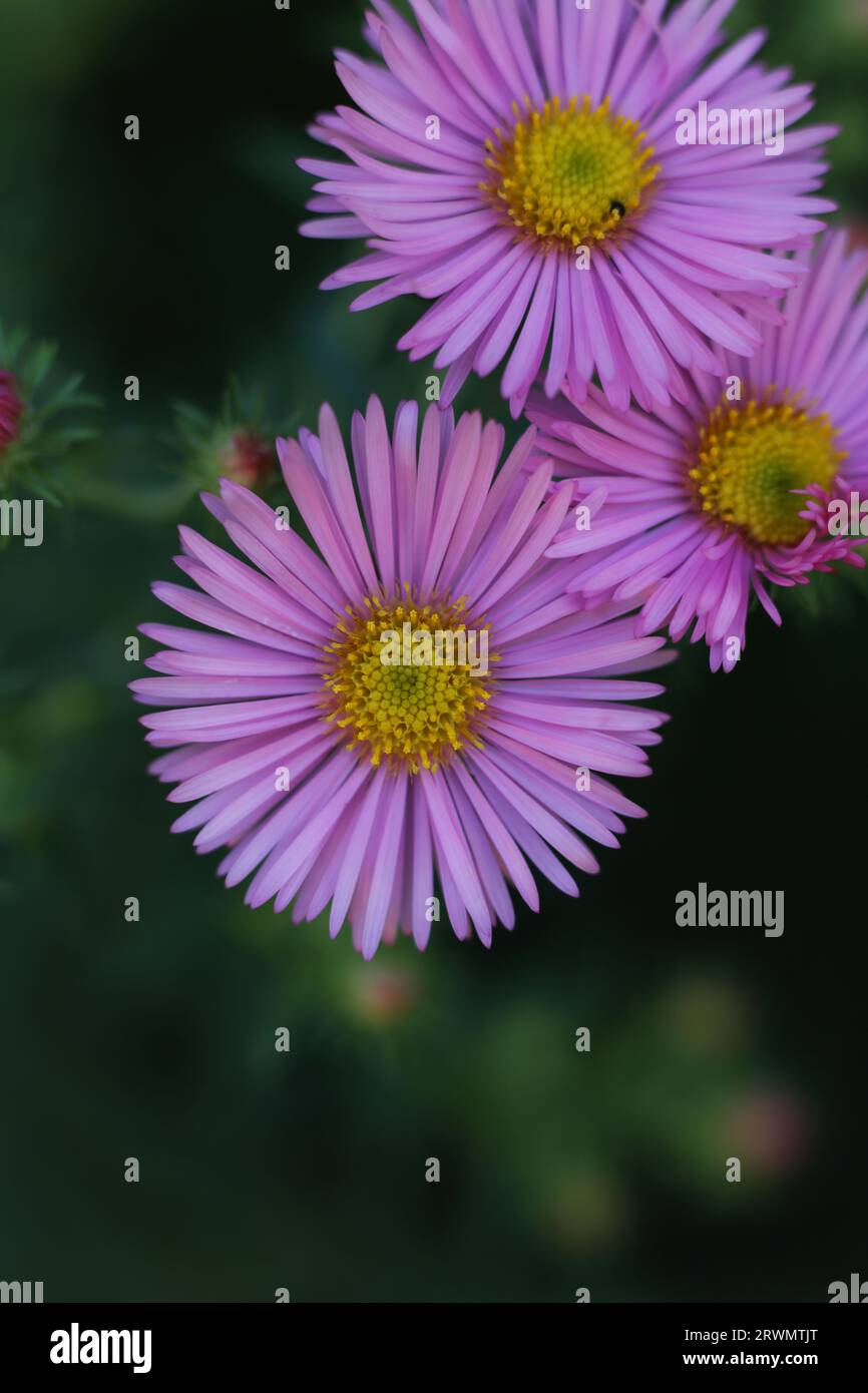 New england aster in closeup hi-res stock photography and images - Alamy