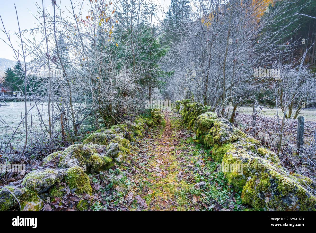 Path with Stones covered in Moss and Frost during Autumn Season ...