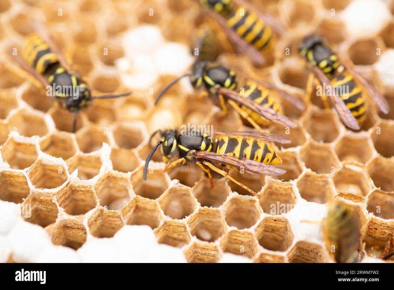 The inside of a wasp nest, eggs, larvae, cell and wasps looking after ...