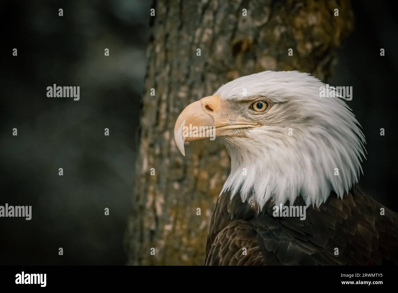 Serious looking bald eagle in nature Stock Photo - Alamy