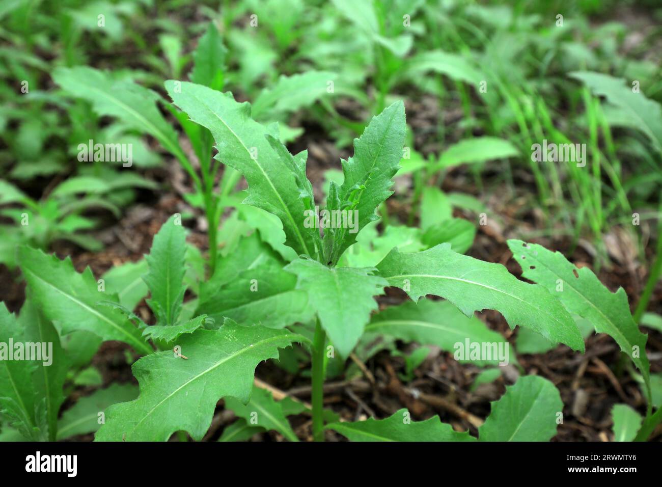 Wild green plants in woodland, North China Stock Photo - Alamy