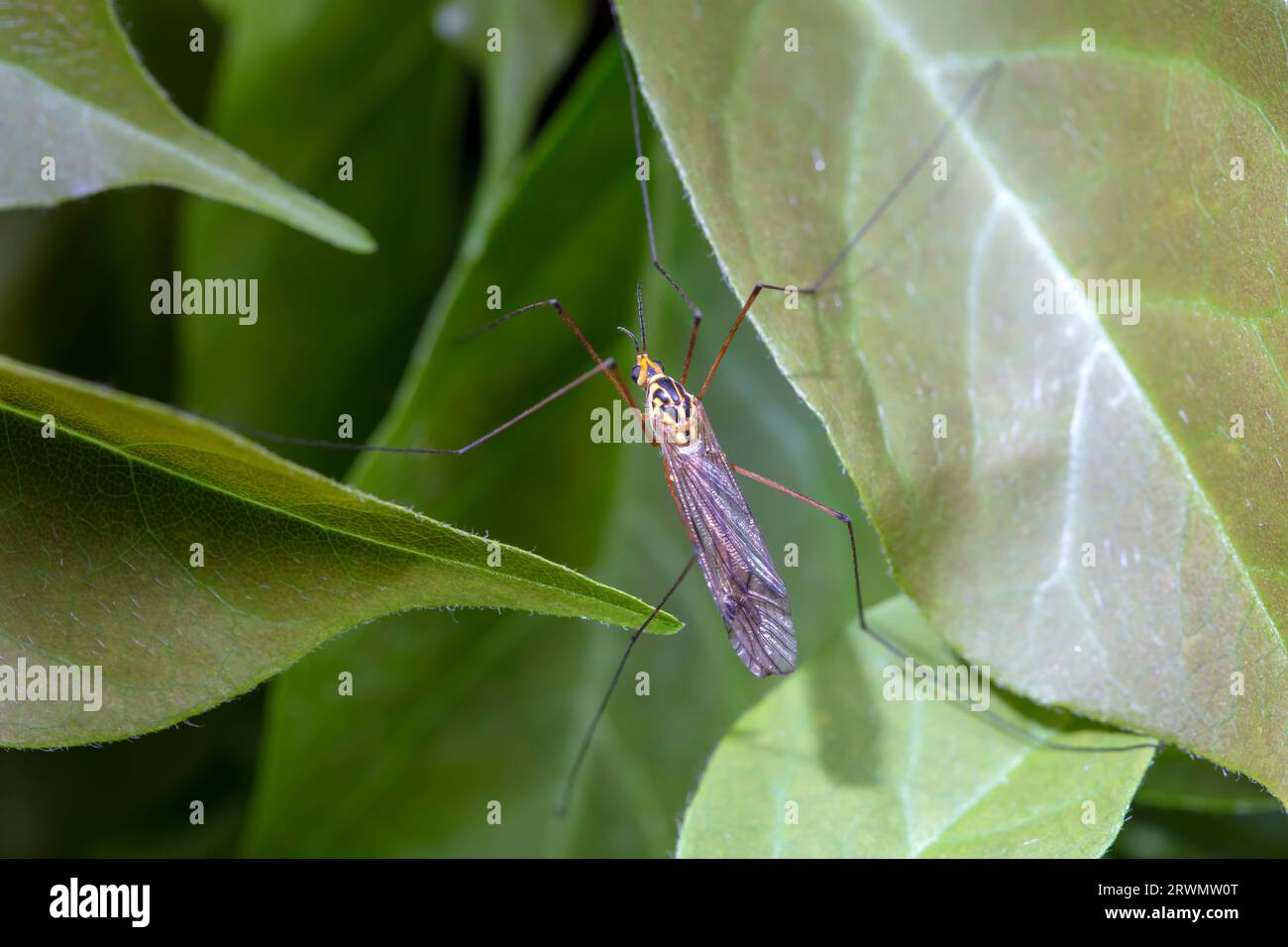 Wild insects outdoors, close-up photos, North China Stock Photo - Alamy