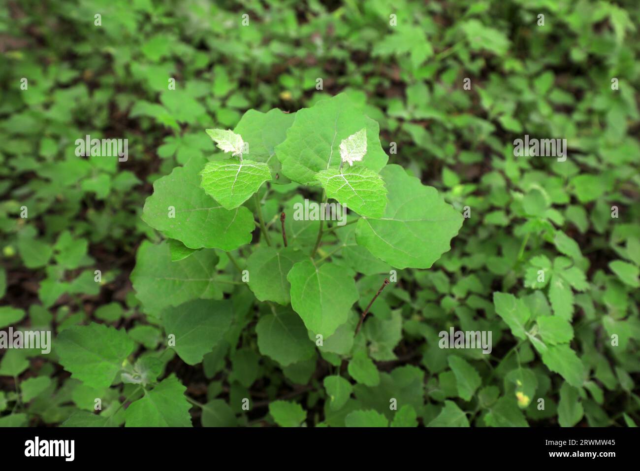 Wild green plants in woodland, North China Stock Photo - Alamy