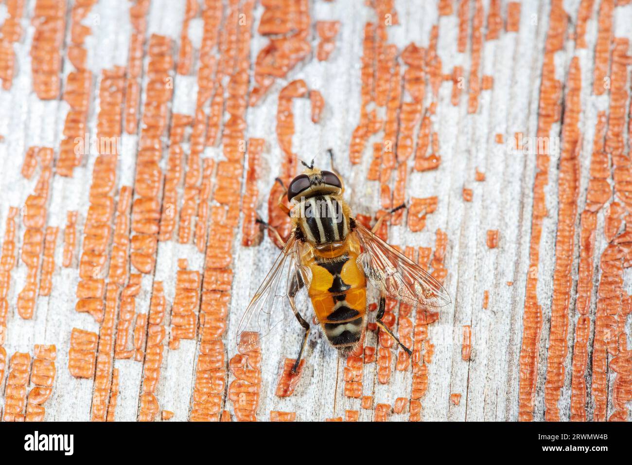 Wild insects outdoors, close-up photos, North China Stock Photo - Alamy
