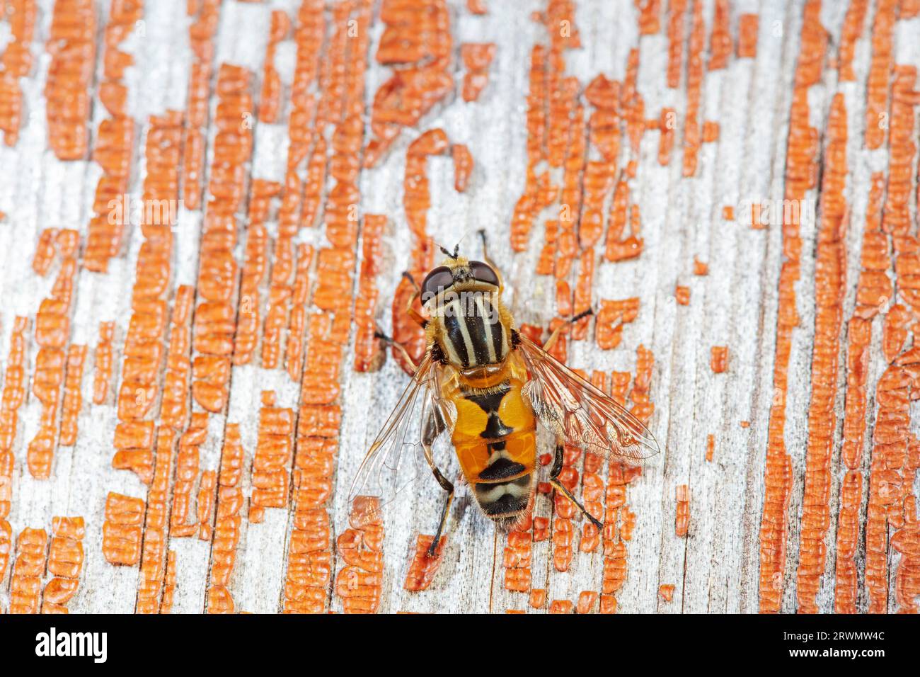Wild insects outdoors, close-up photos, North China Stock Photo - Alamy