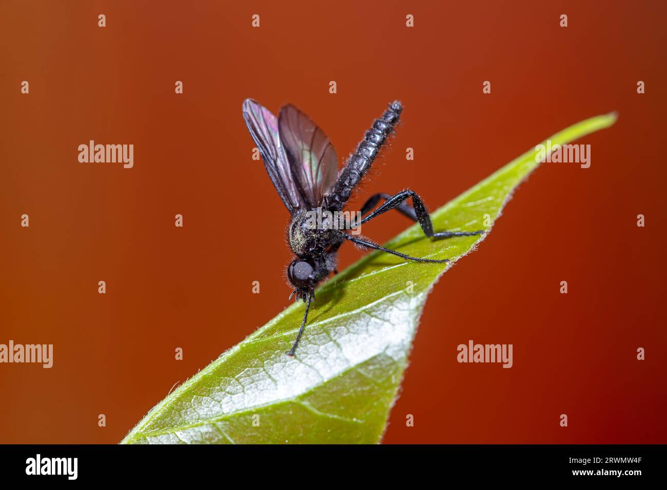 Wild insects outdoors, close-up photos, North China Stock Photo - Alamy