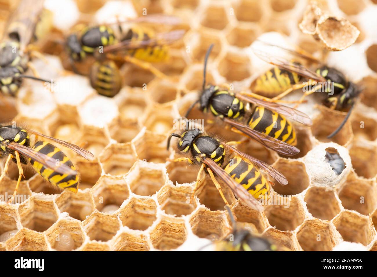 The inside of a wasp nest, eggs, larvae, cell and wasps looking after ...