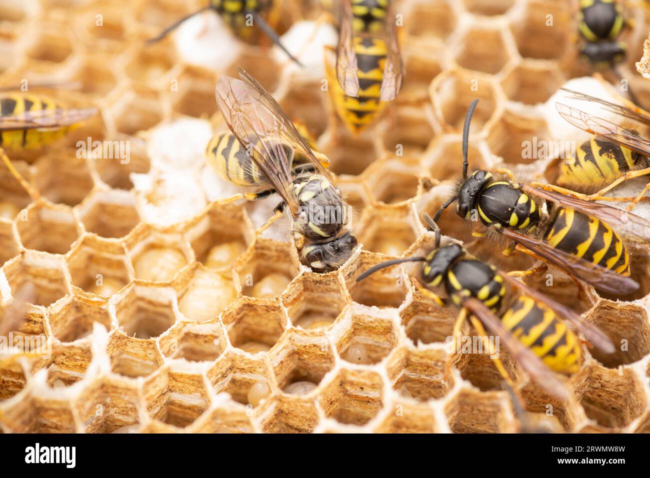 The Inside Of A Wasp Nest A Newly Hatched Wasp Helps With Nest Stock
