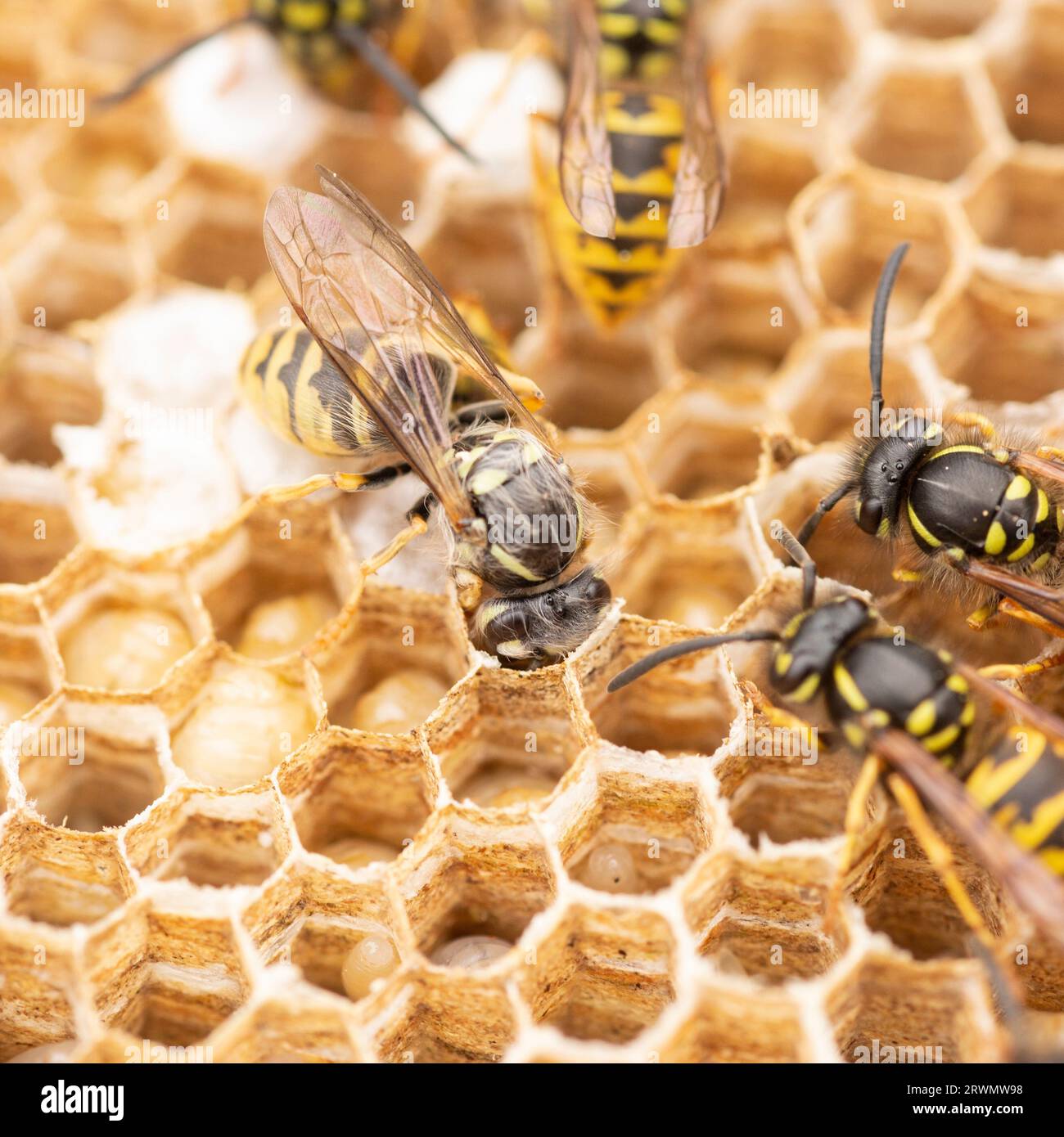The inside of a wasp nest. A newly hatched wasp helps with nest Stock ...