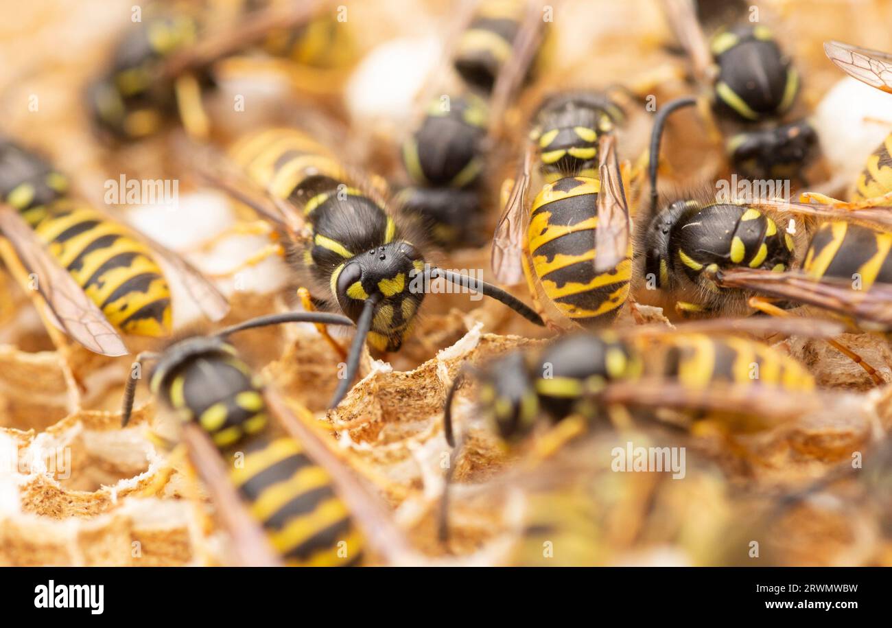 The inside of a wasp nest, eggs, larvae, cell and wasps looking after ...