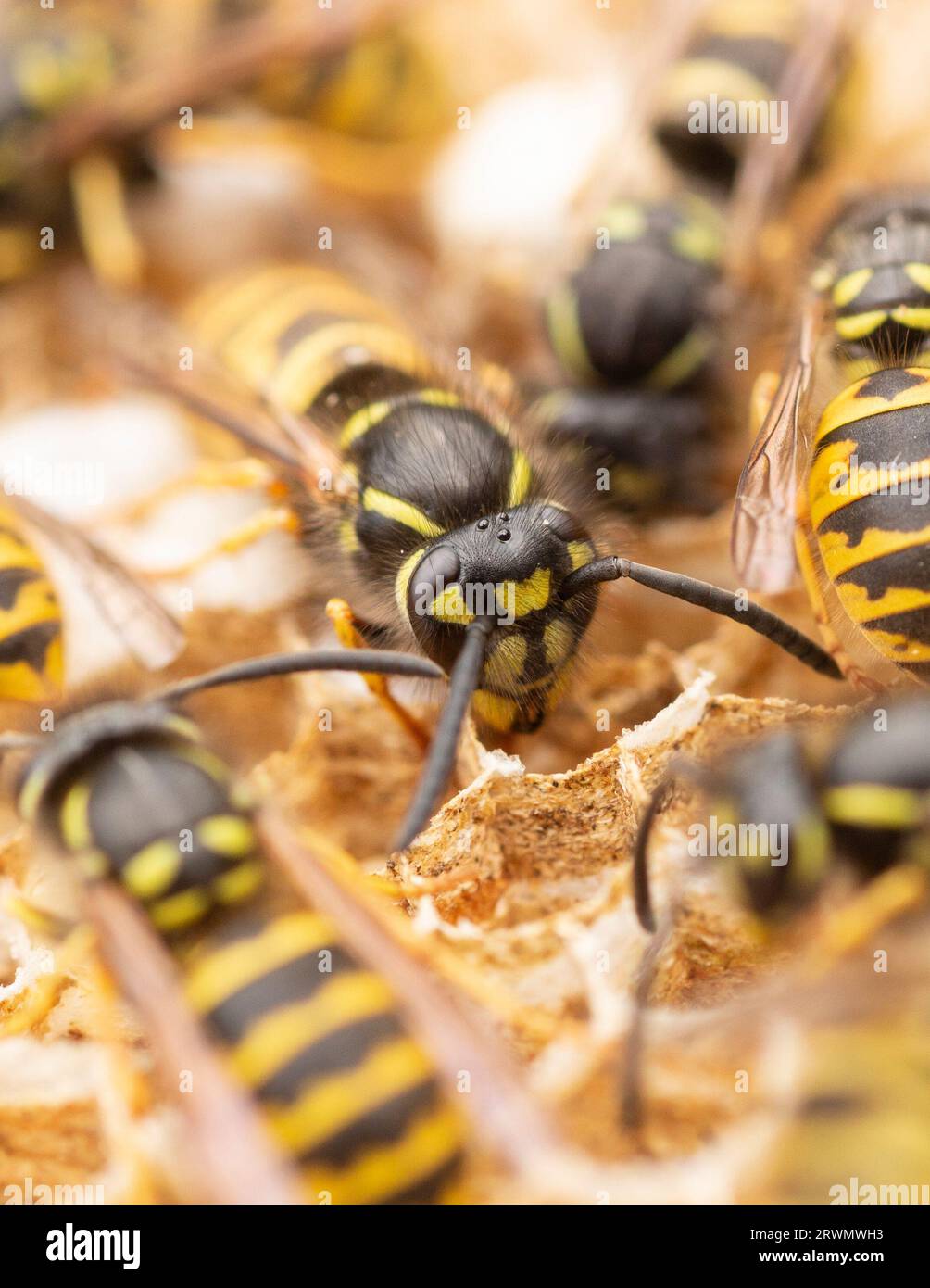 The inside of a wasp nest, eggs, larvae, cell and wasps looking after ...