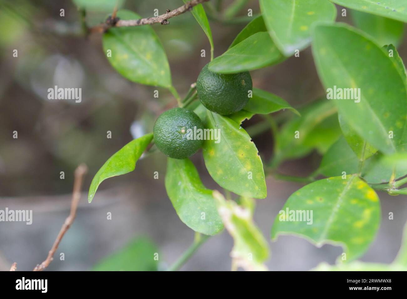 subgenus Papeda, Mauritius papeda, is a type or citrus fruit that ...