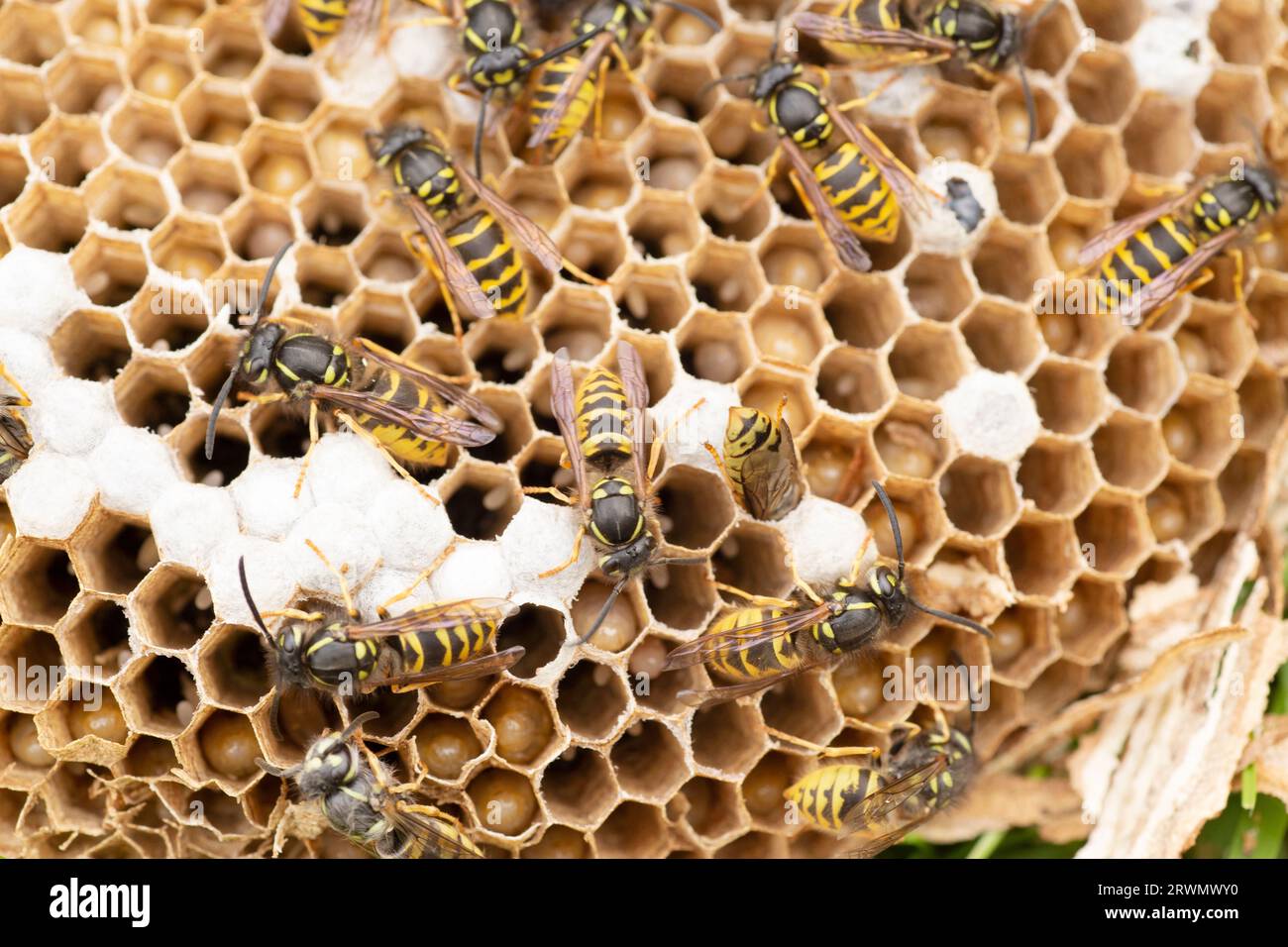 The inside of a wasp nest, eggs, larvae, cell and wasps looking after ...