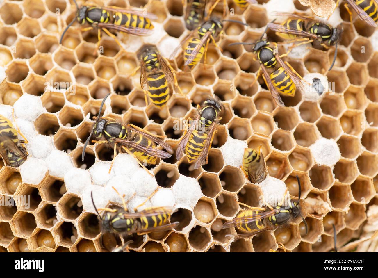 The inside of a wasp nest, eggs, larvae, cell and wasps looking after ...