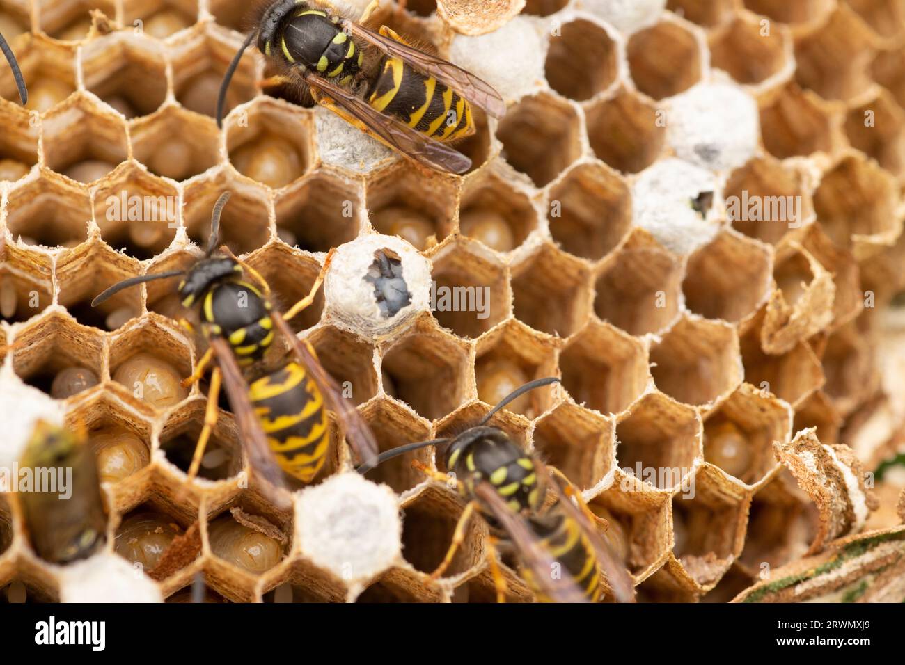 The inside of a wasp nest, eggs, larvae, cell and wasps looking after ...