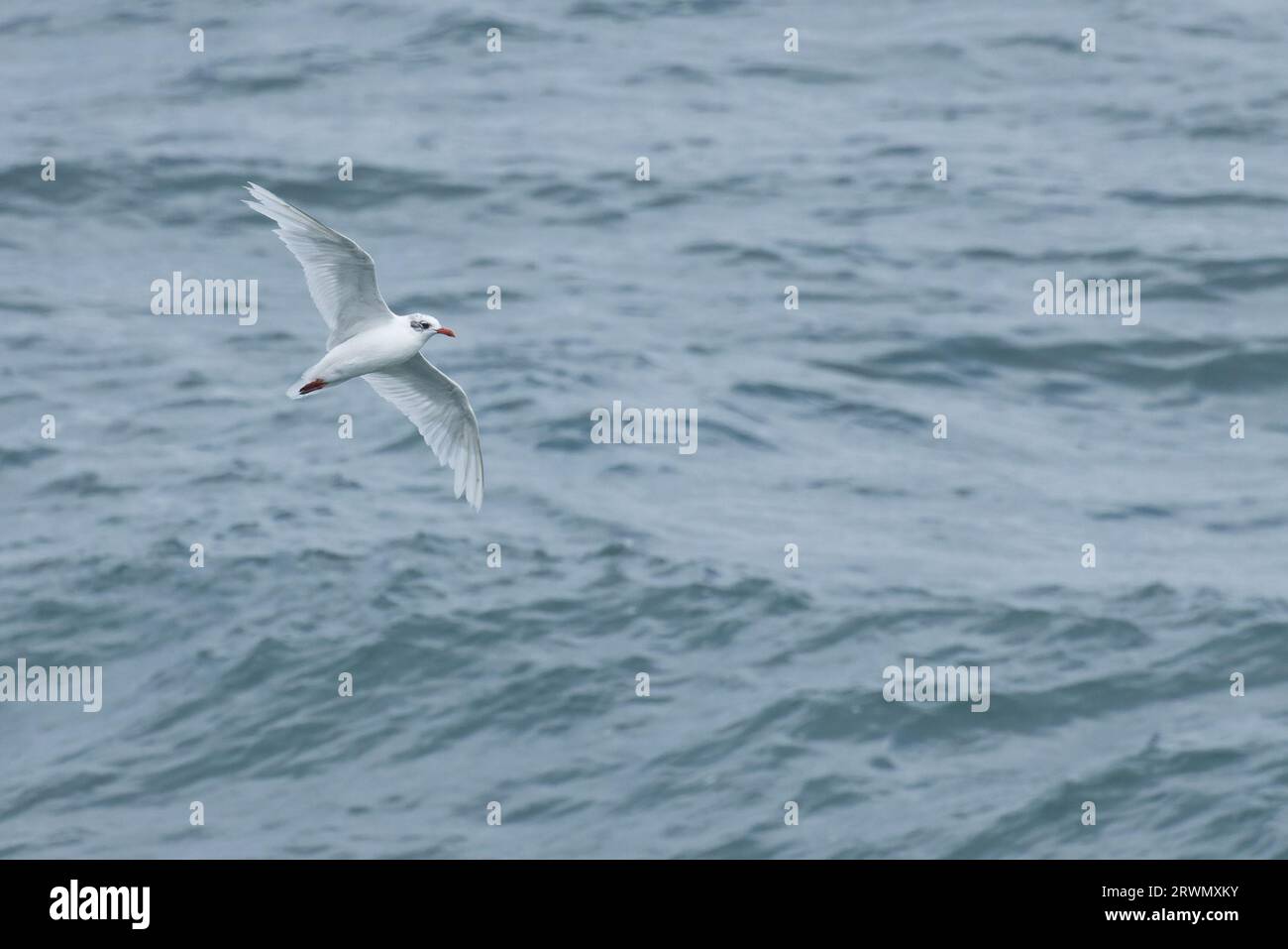 Flying mediterranean gull larus hi-res stock photography and images - Alamy