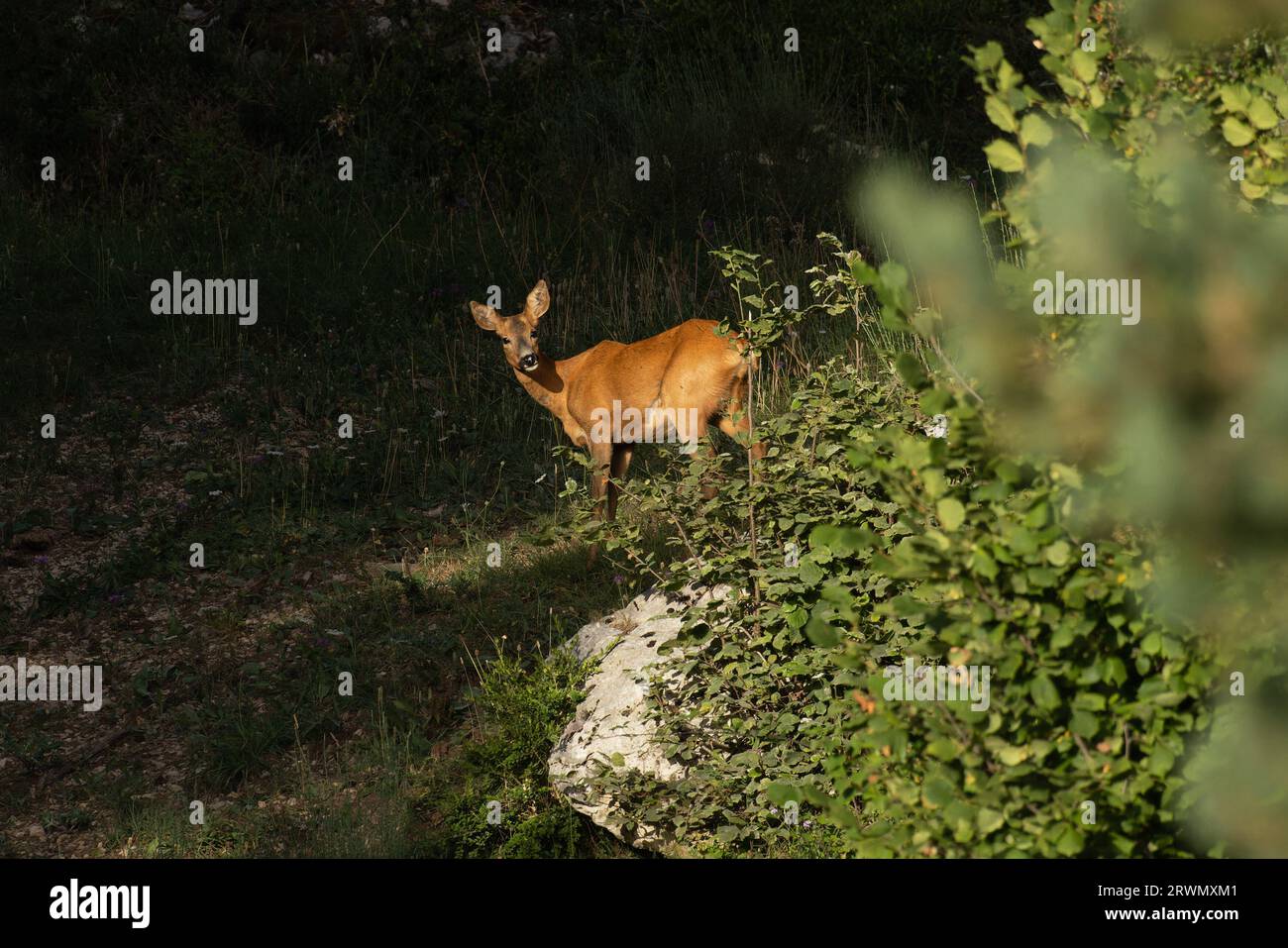 European Roe Deer (Capreolus capreolus) Pyrenees Spain ES August 2023 ...