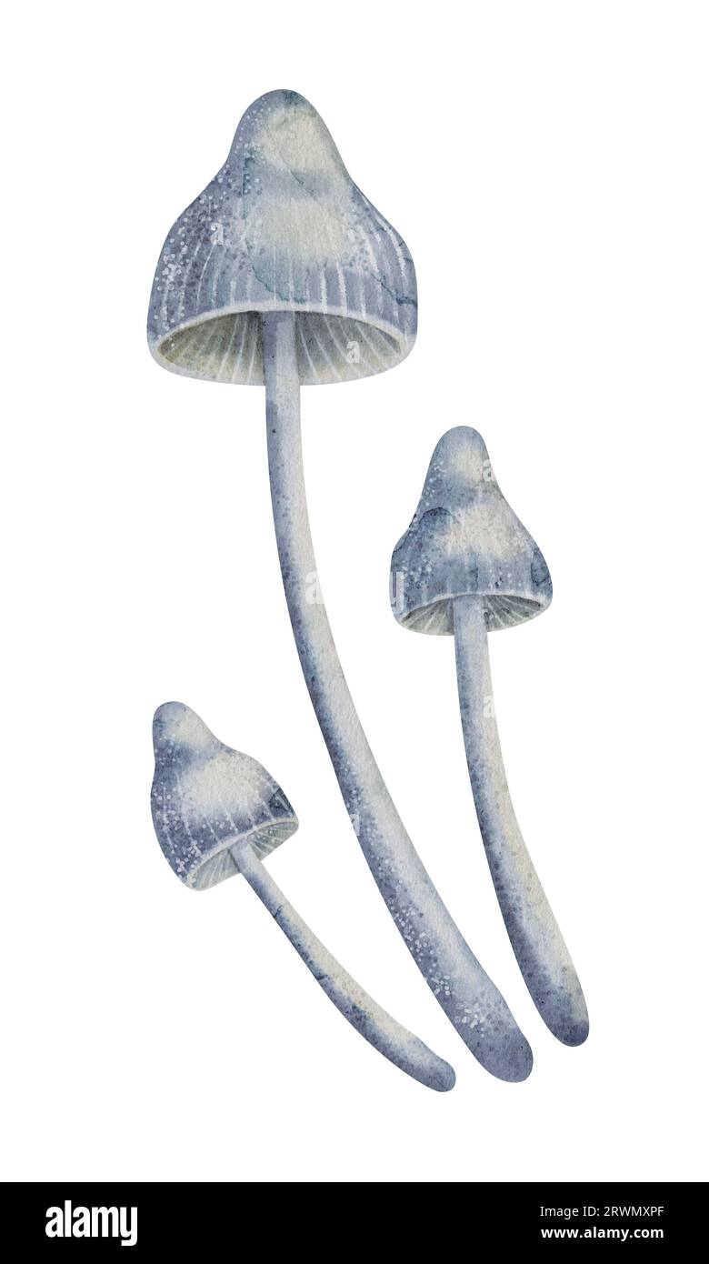Toadstools on a isolated background. Watercolor illustration of a blue ...