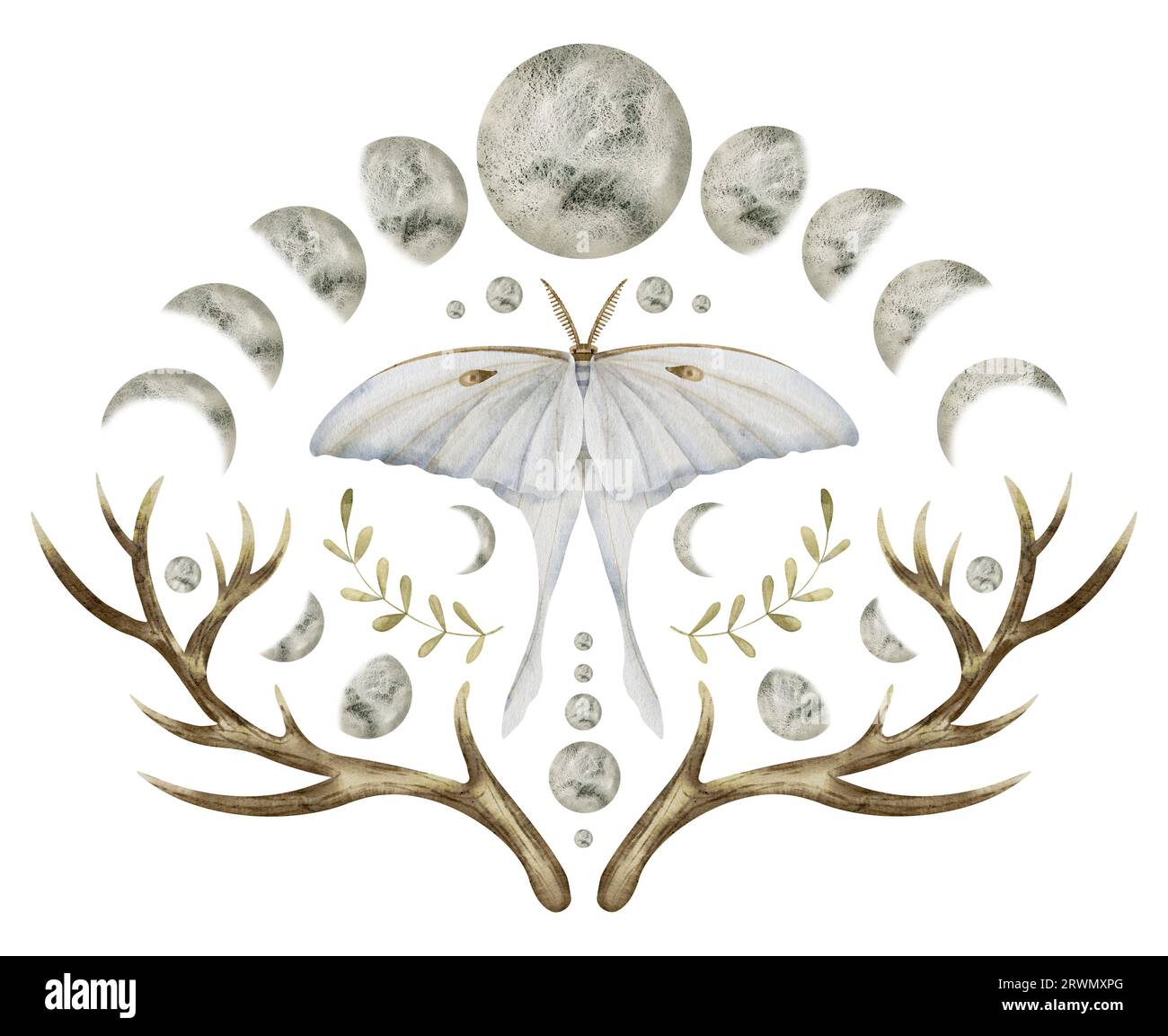 Mystical luna Moth with Moon phases. Watercolor illustration of a night ...