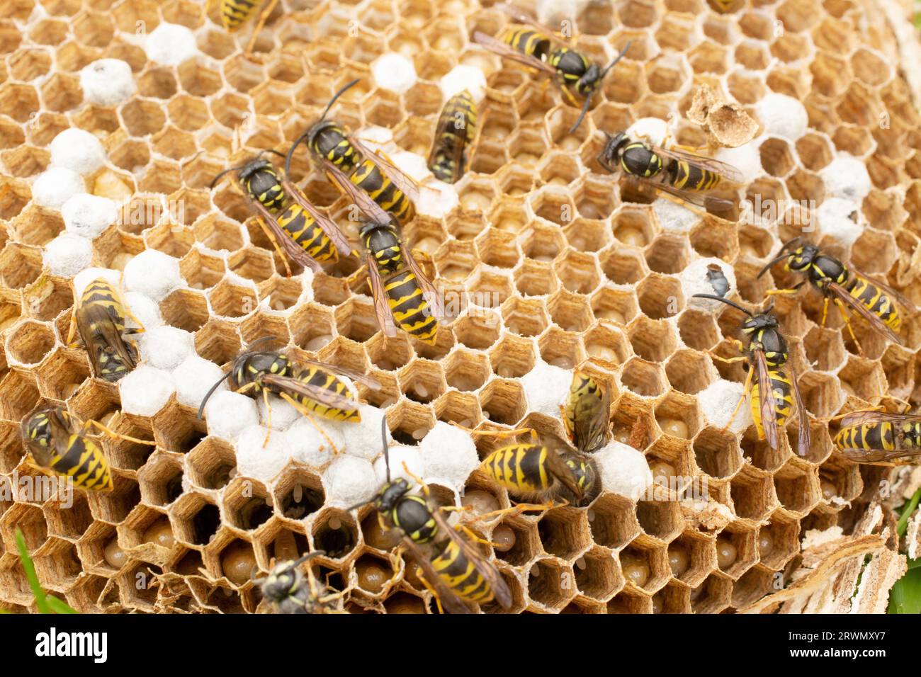 The inside of a wasp nest, eggs, larvae, cell and wasps looking after ...
