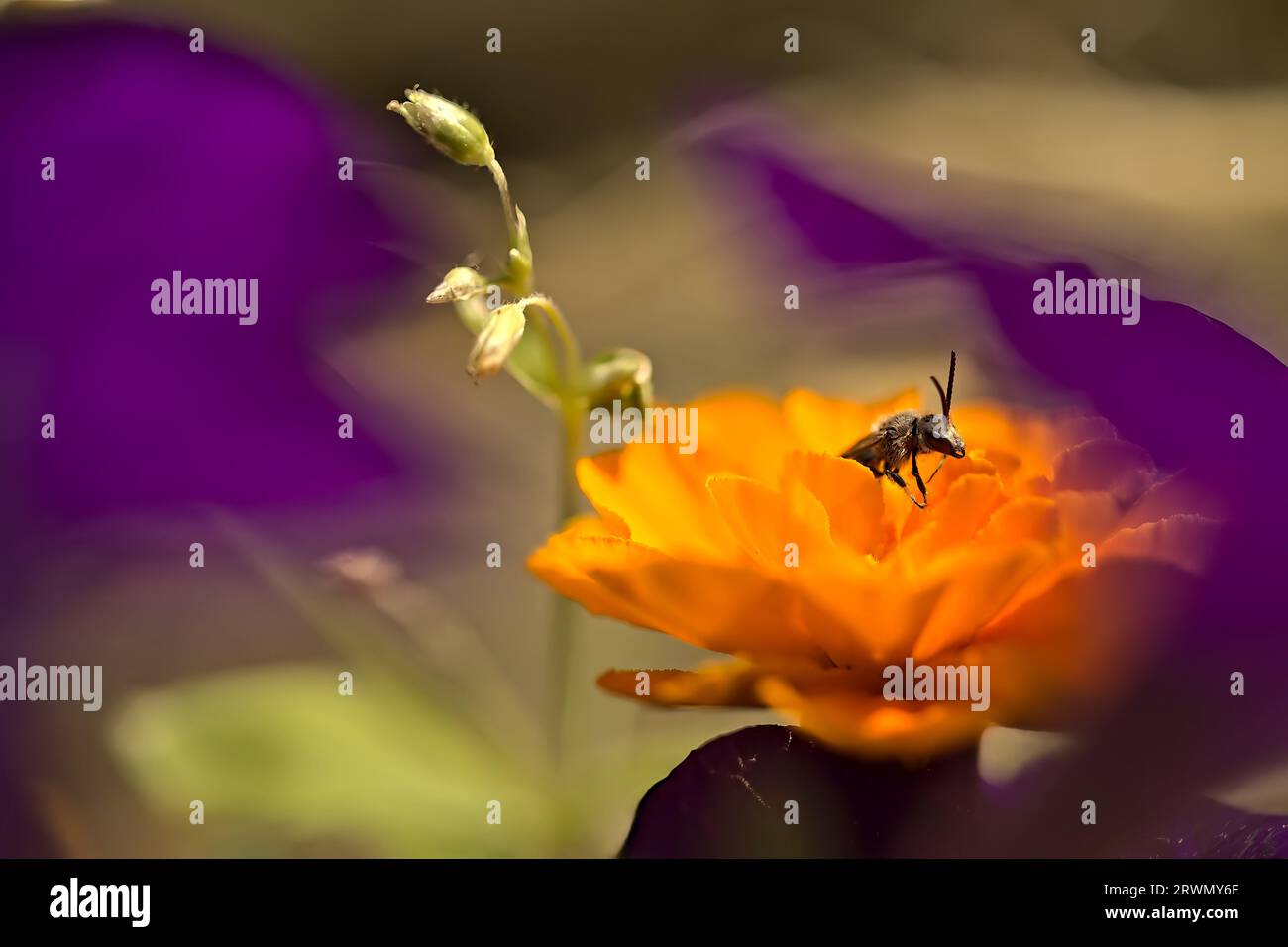 Insects in summer hi-res stock photography and images - Alamy