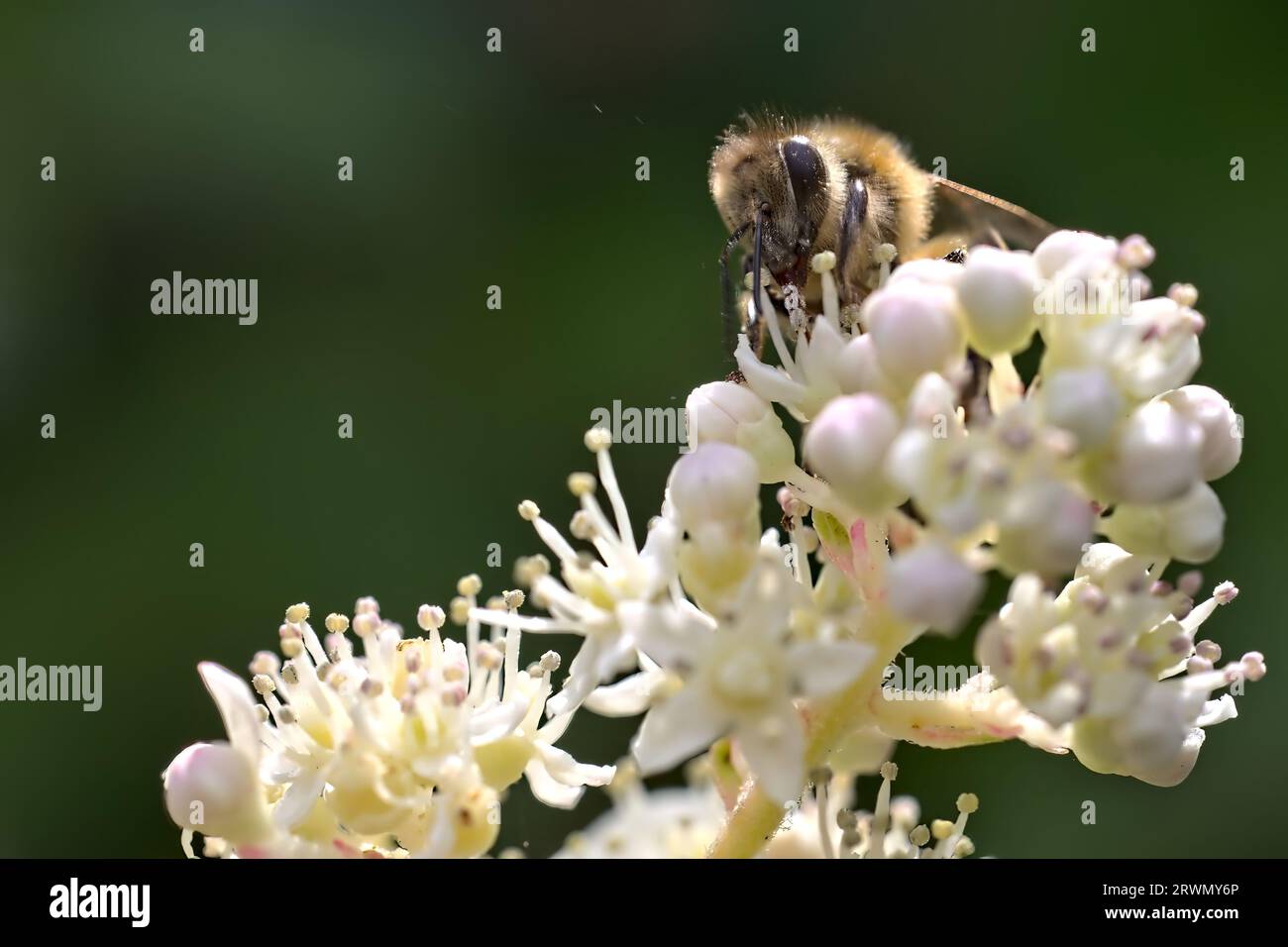 Bee closeup pollen hi-res stock photography and images - Alamy