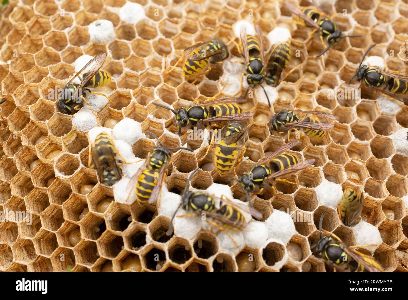 The inside of a wasp nest, eggs, larvae, cell and wasps looking after ...