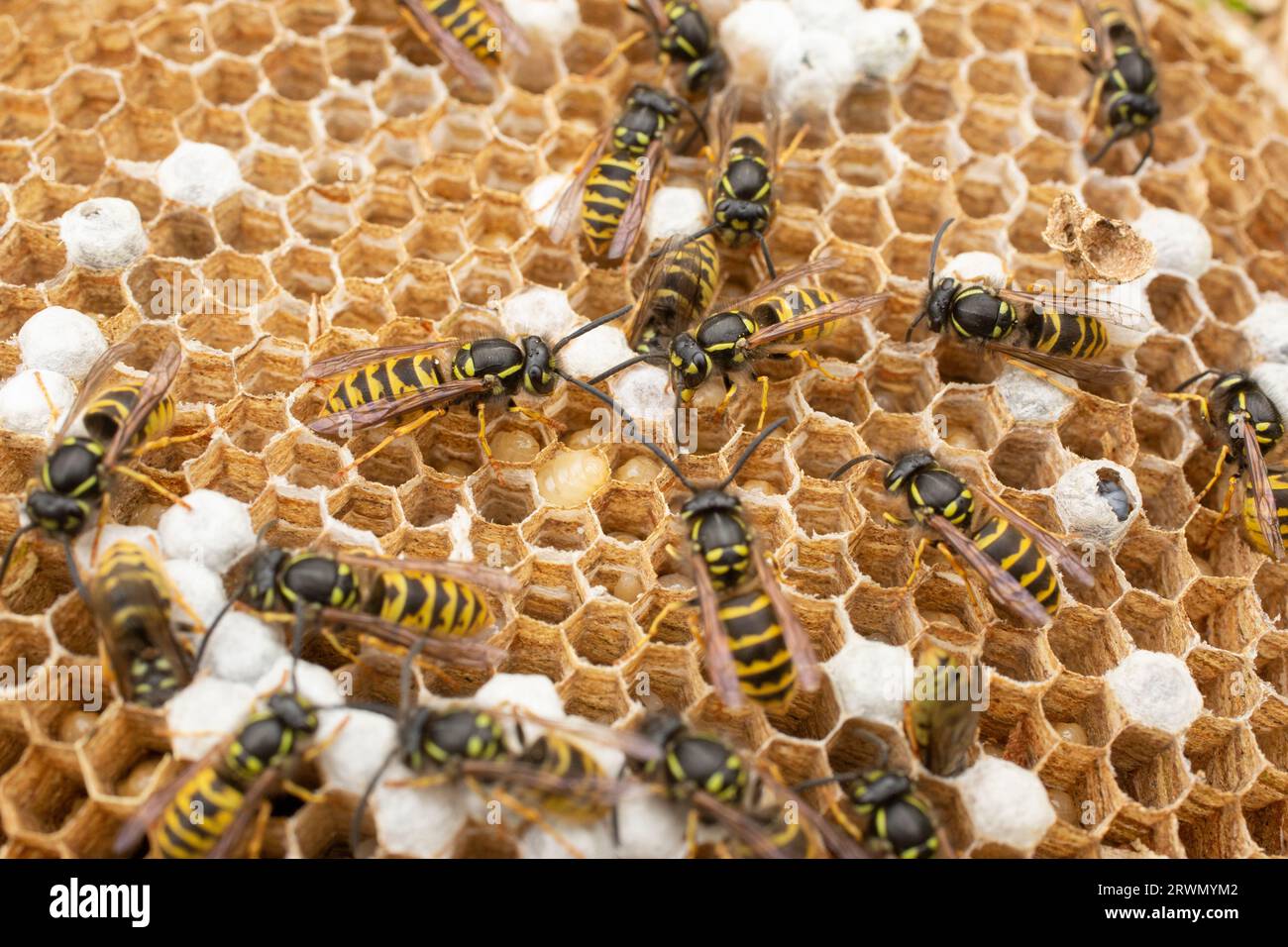 The inside of a wasp nest, eggs, larvae, cell and wasps looking after ...