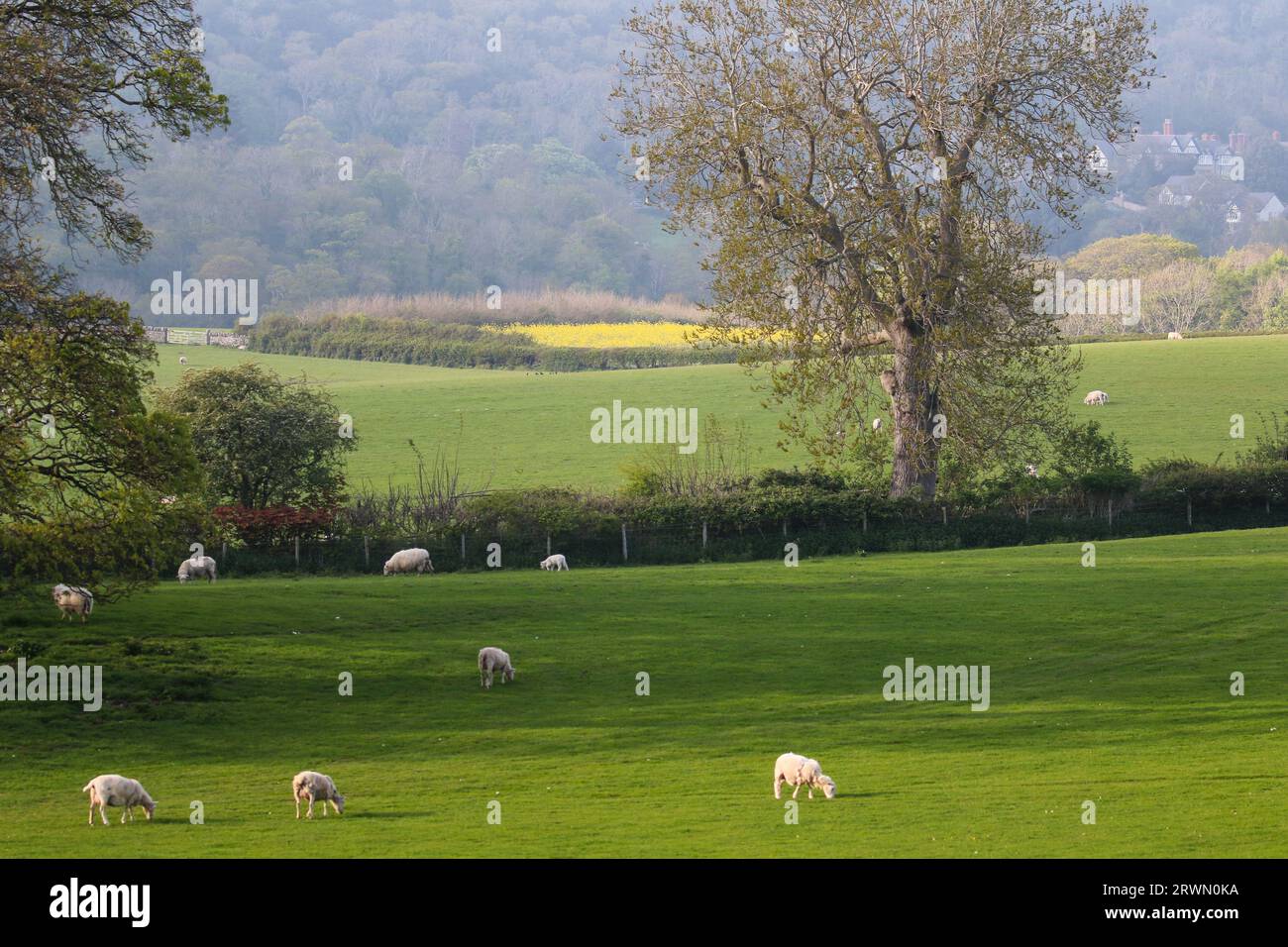Sheep farming in Wales, United Kingdom Stock Photo - Alamy