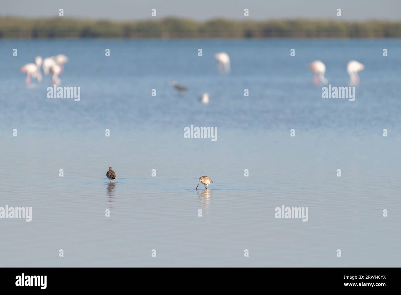 Small waterbirds foraging in the Umm Al Qwain Mangroves, United Arab ...