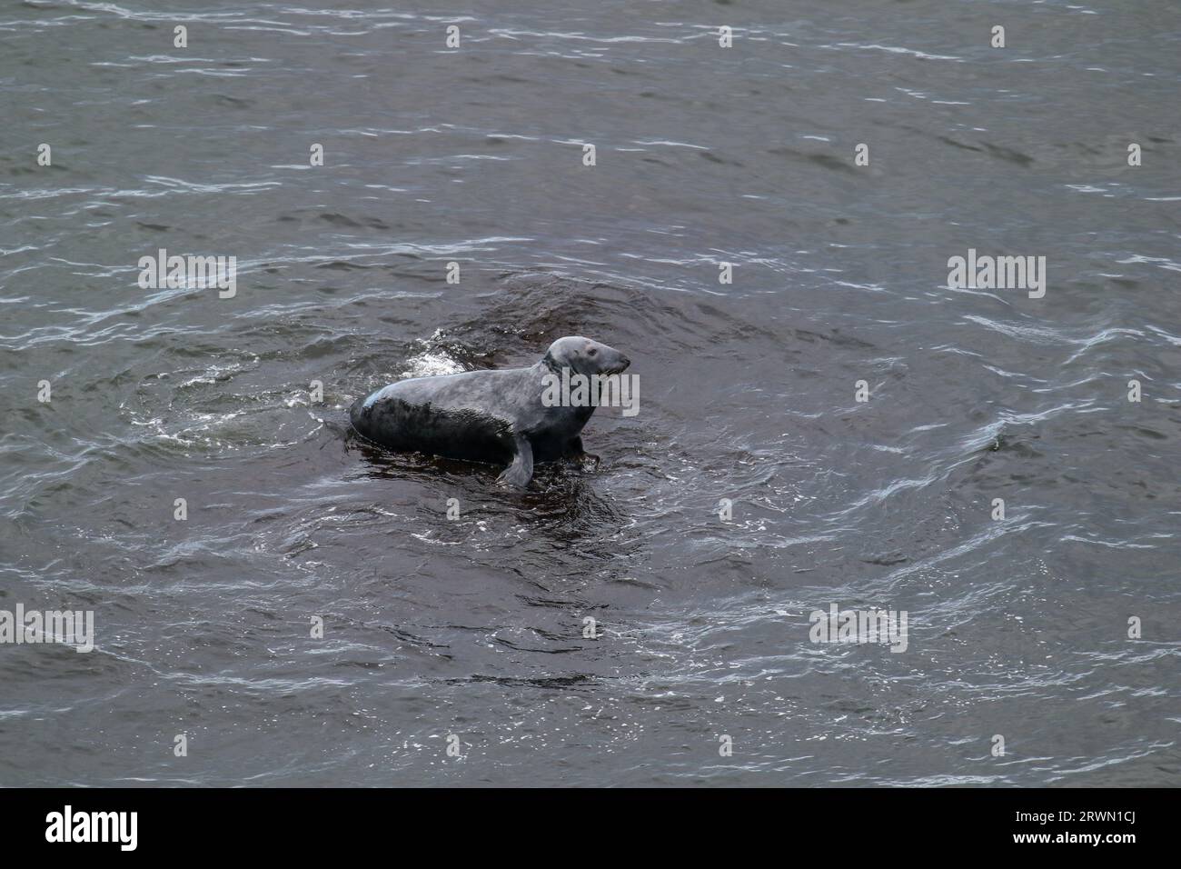 Seal bay wales hi-res stock photography and images - Alamy